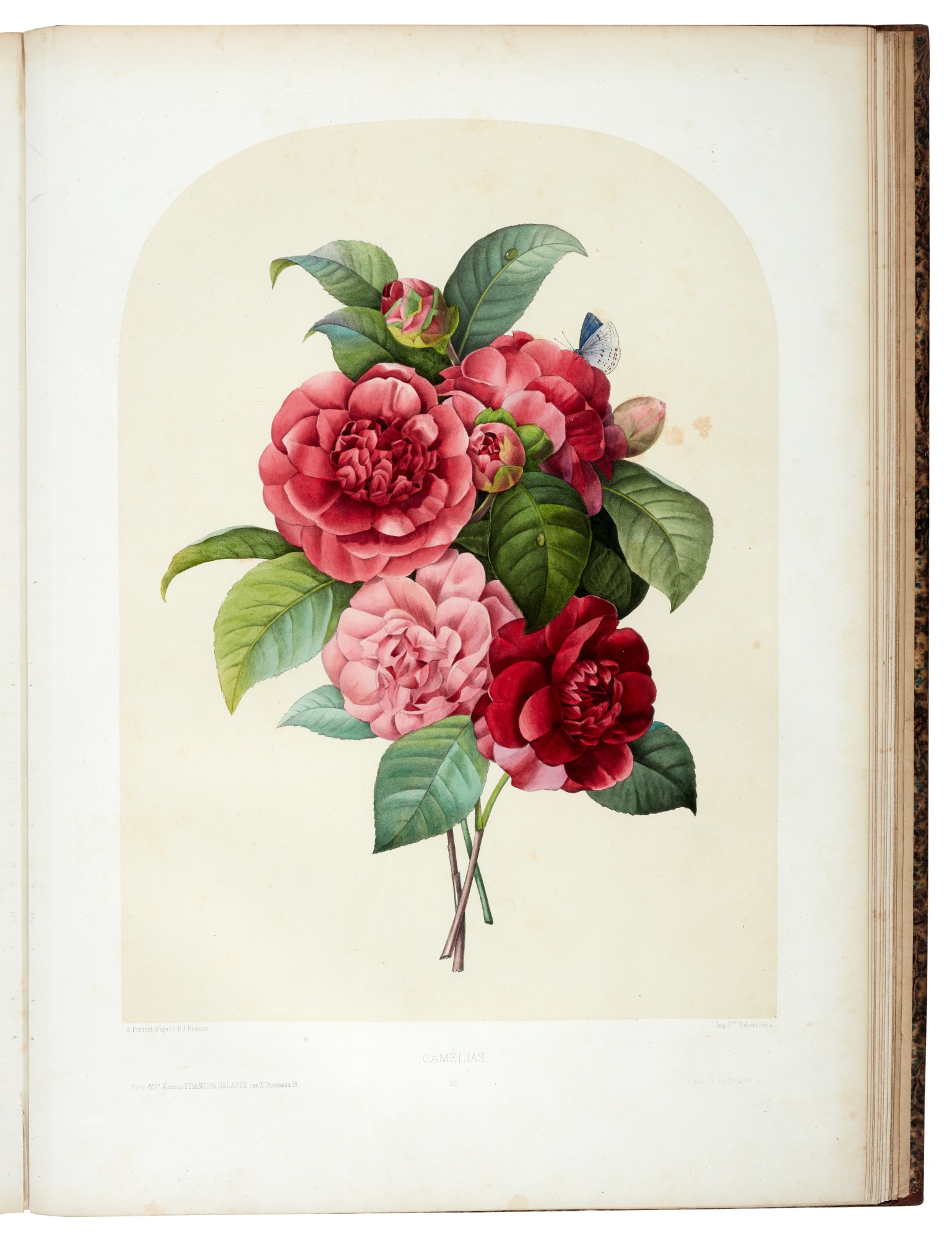 Pierre Joseph Redouté | Collection de beaux bouquets, circa 1850-1855 ...