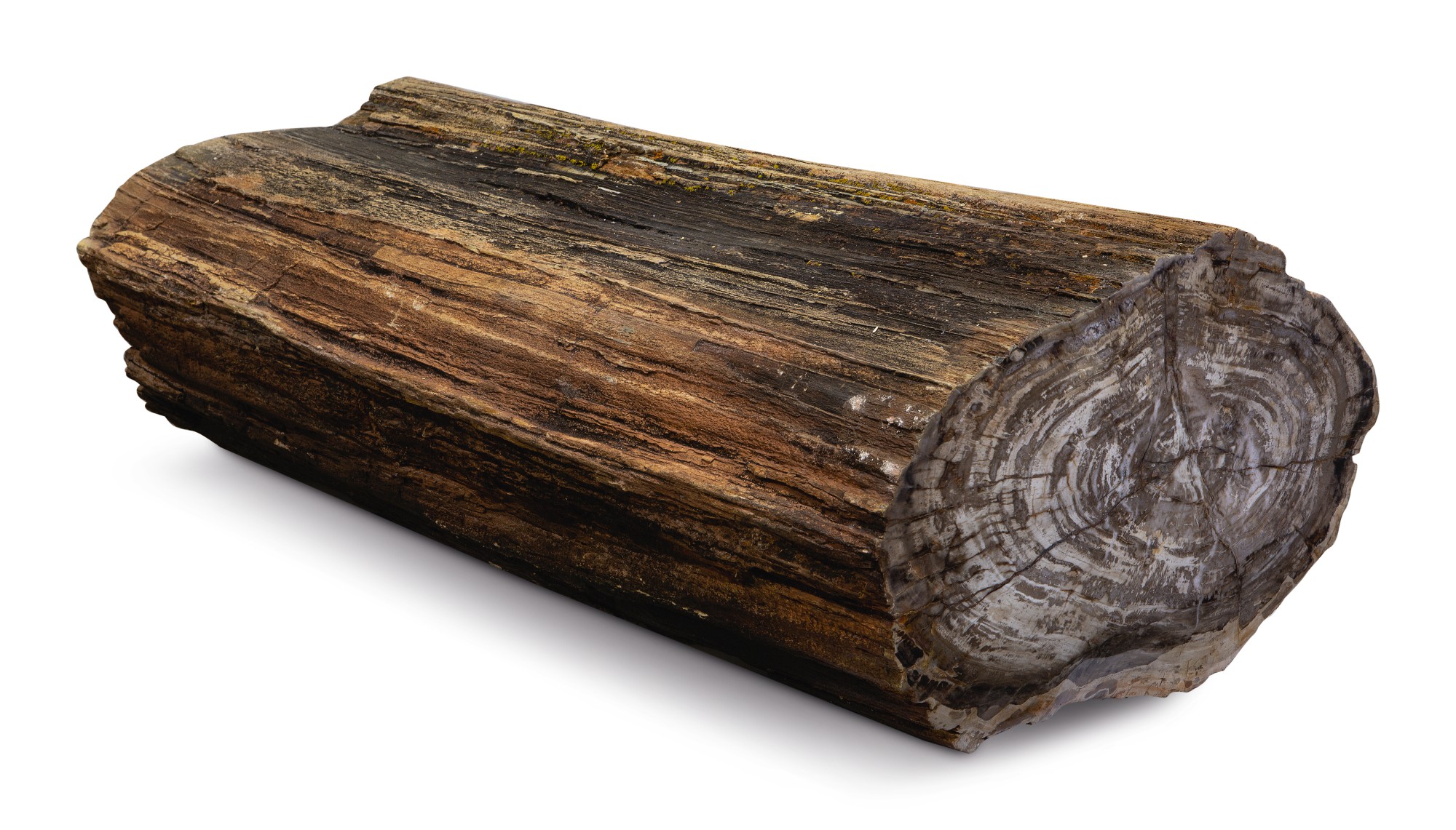 A LARGE PETRIFIED WOOD LOG | Natural History; Including Fossils ...