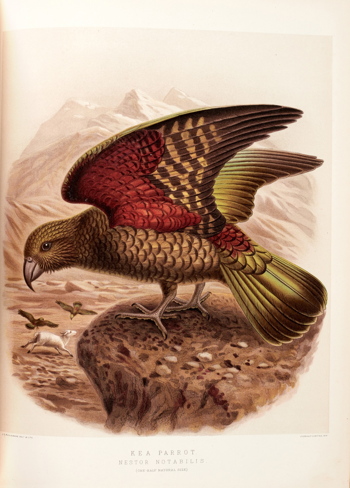 Buller | A history of the birds of New Zealand, 1888; Supplement, 1905 ...