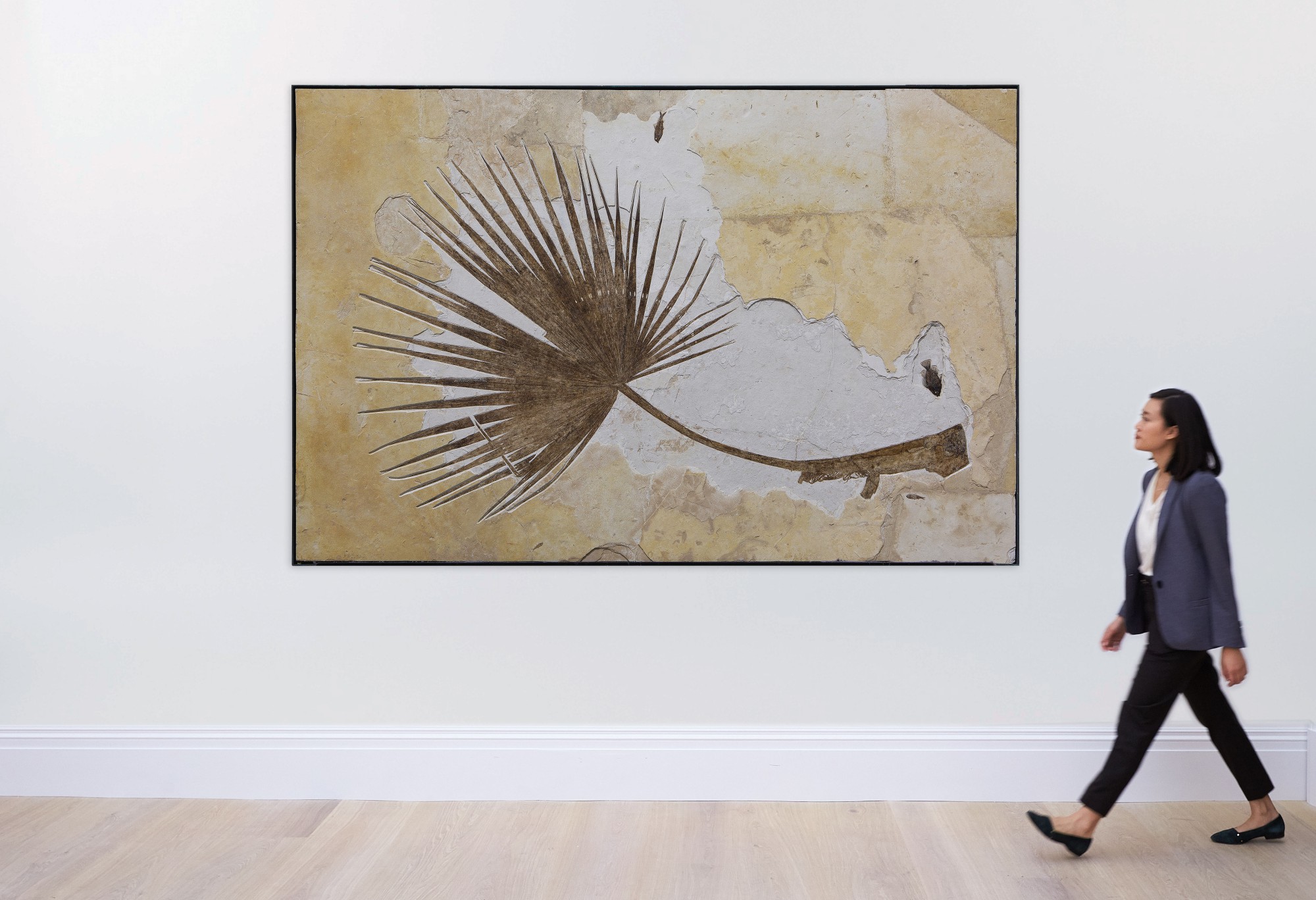 Rare Fossil Palm Frond With Fish | History of Science & Technology ...