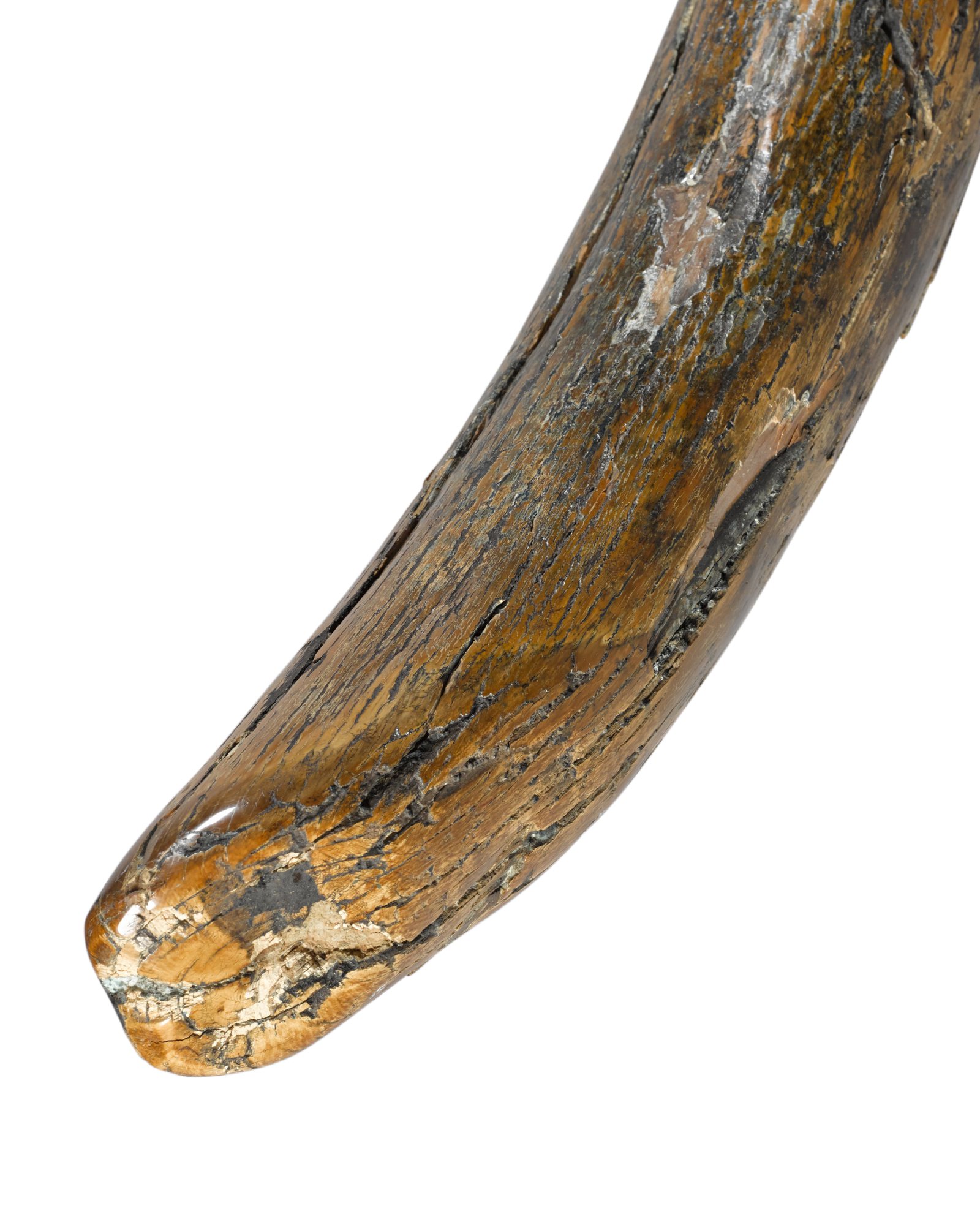 A fossilised Mammoth (Mammuthus primigenius) tusk, Prehistoric | Emma ...