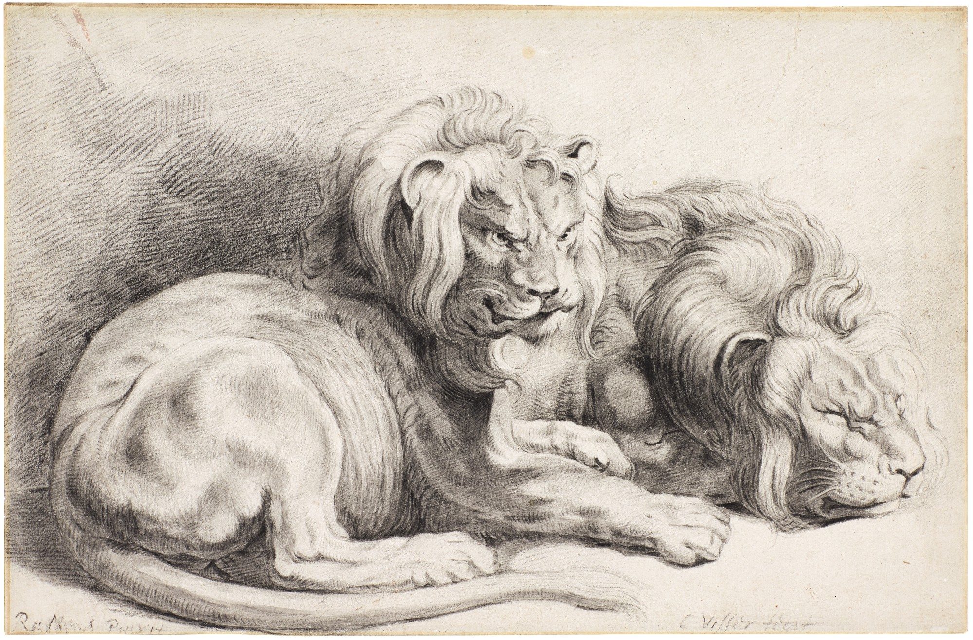 Two lions, after Rubens | Old Master Drawings | Sotheby's