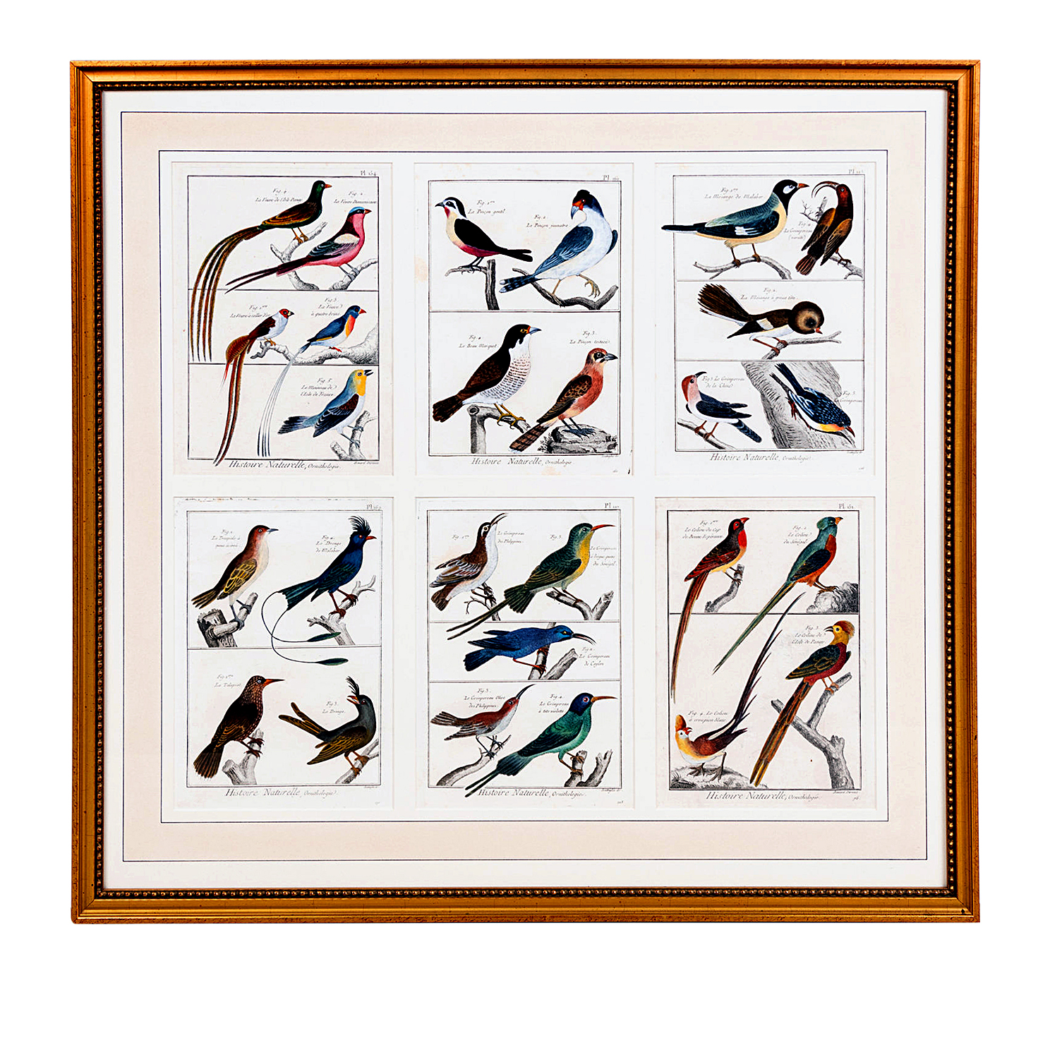 Georges-Louis Leclerc Antique French Louis XVI Bird Engravings ...