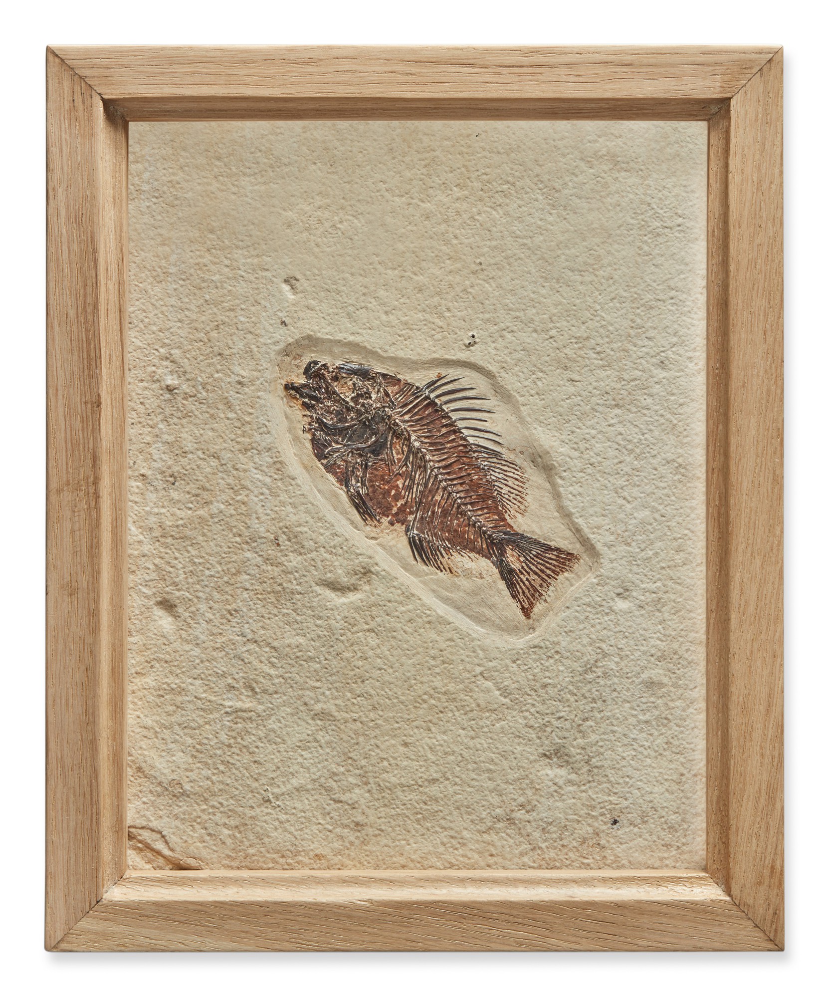 A Pair Of Framed Fossilized Fish | History of Science & Technology ...