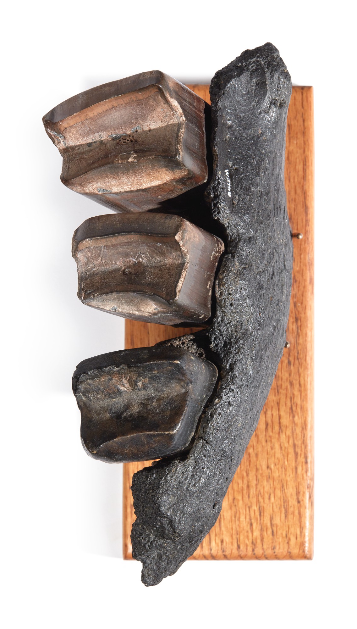 A GIANT GROUND SLOTH JAW SECTION WITH TEETH | Natural History ...