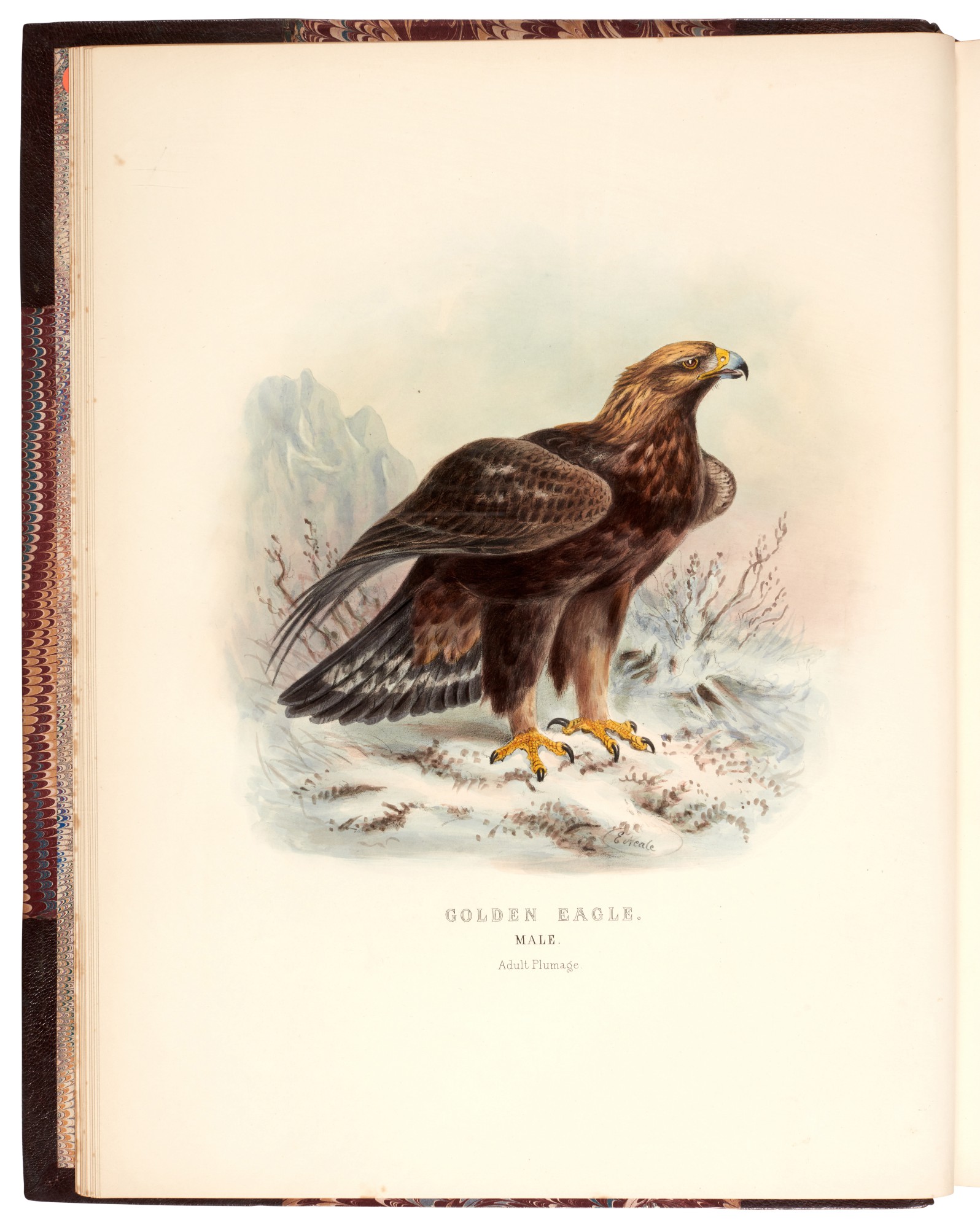 Edward Thomas Booth | Rough notes on the birds observed... in the ...