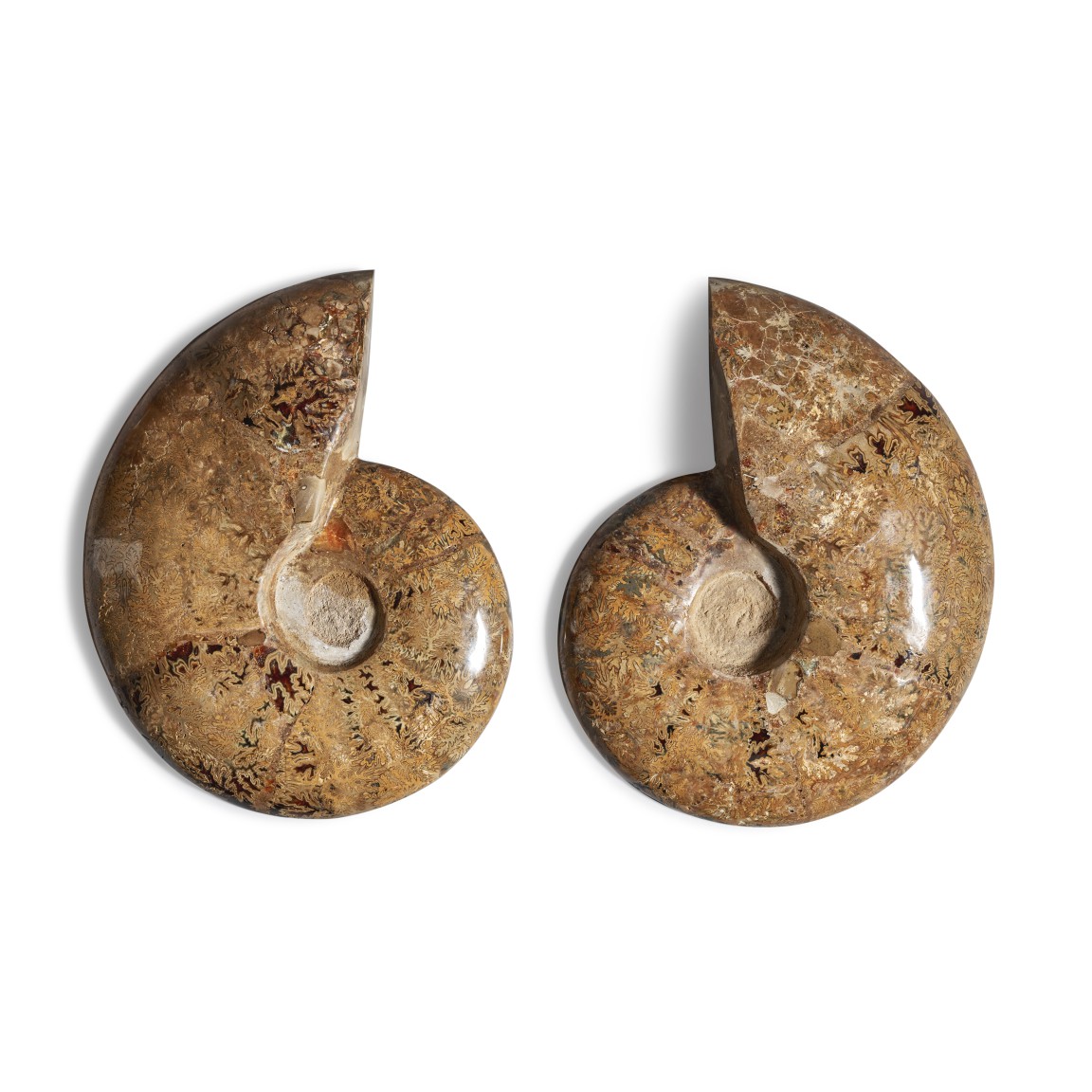 A Split Ammonite | Natural History | 2021 | Sotheby's