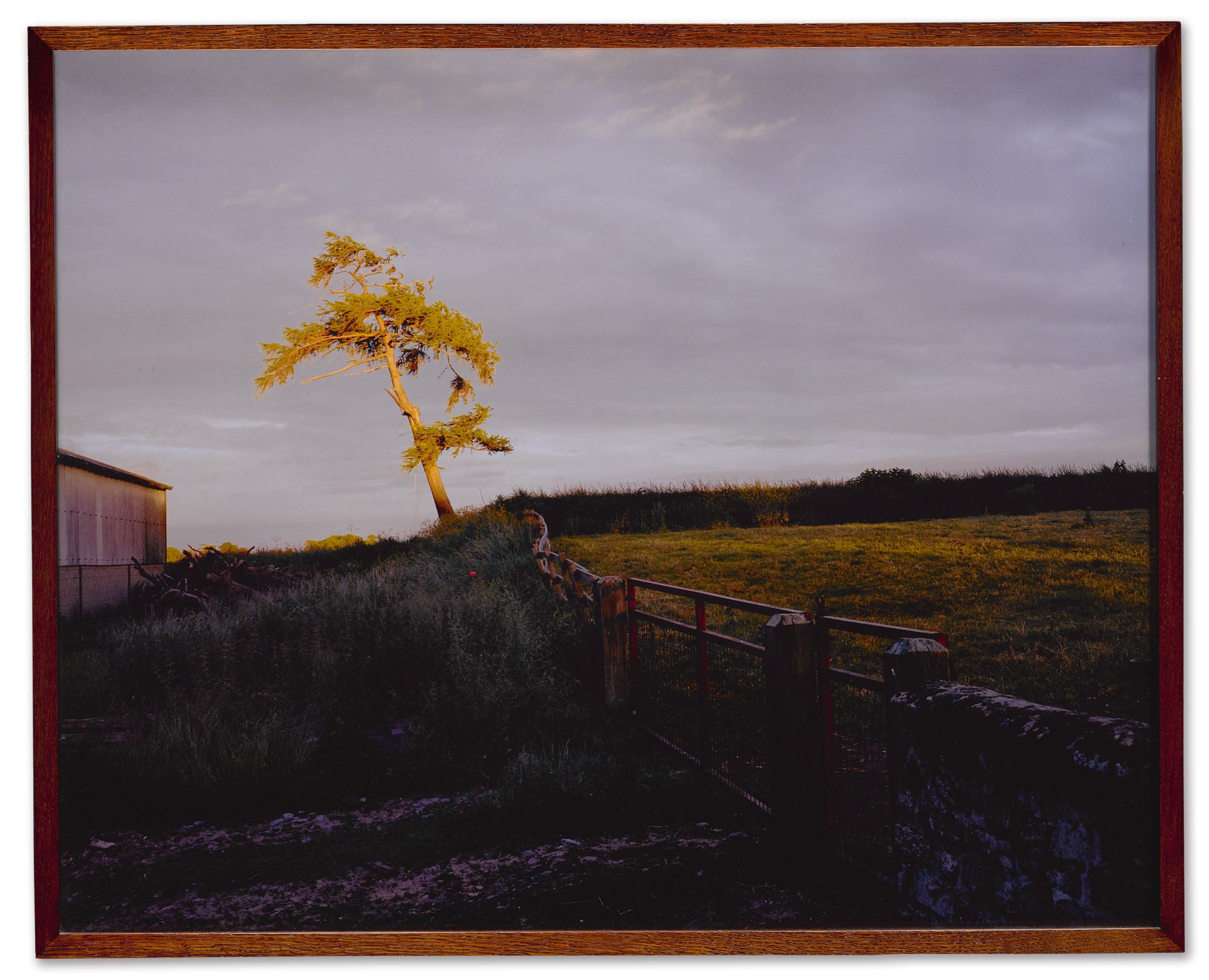 SAM TAYLOR-JOHNSON | SELF PORTRAIT AS A TREE | Contemporary Art Online ...