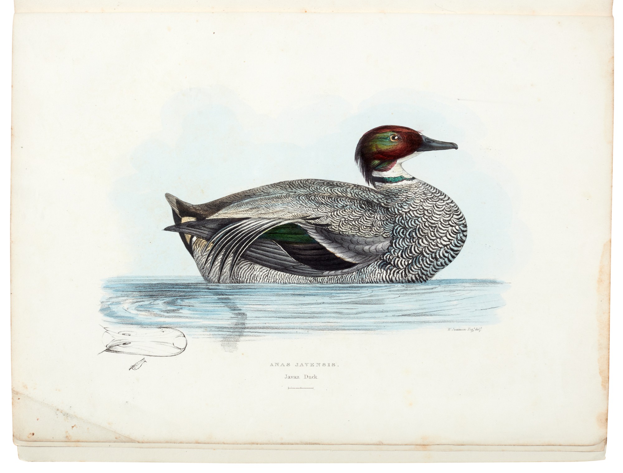 George Robert Gray | A fasciculus of the birds of China, 1871 | The ...