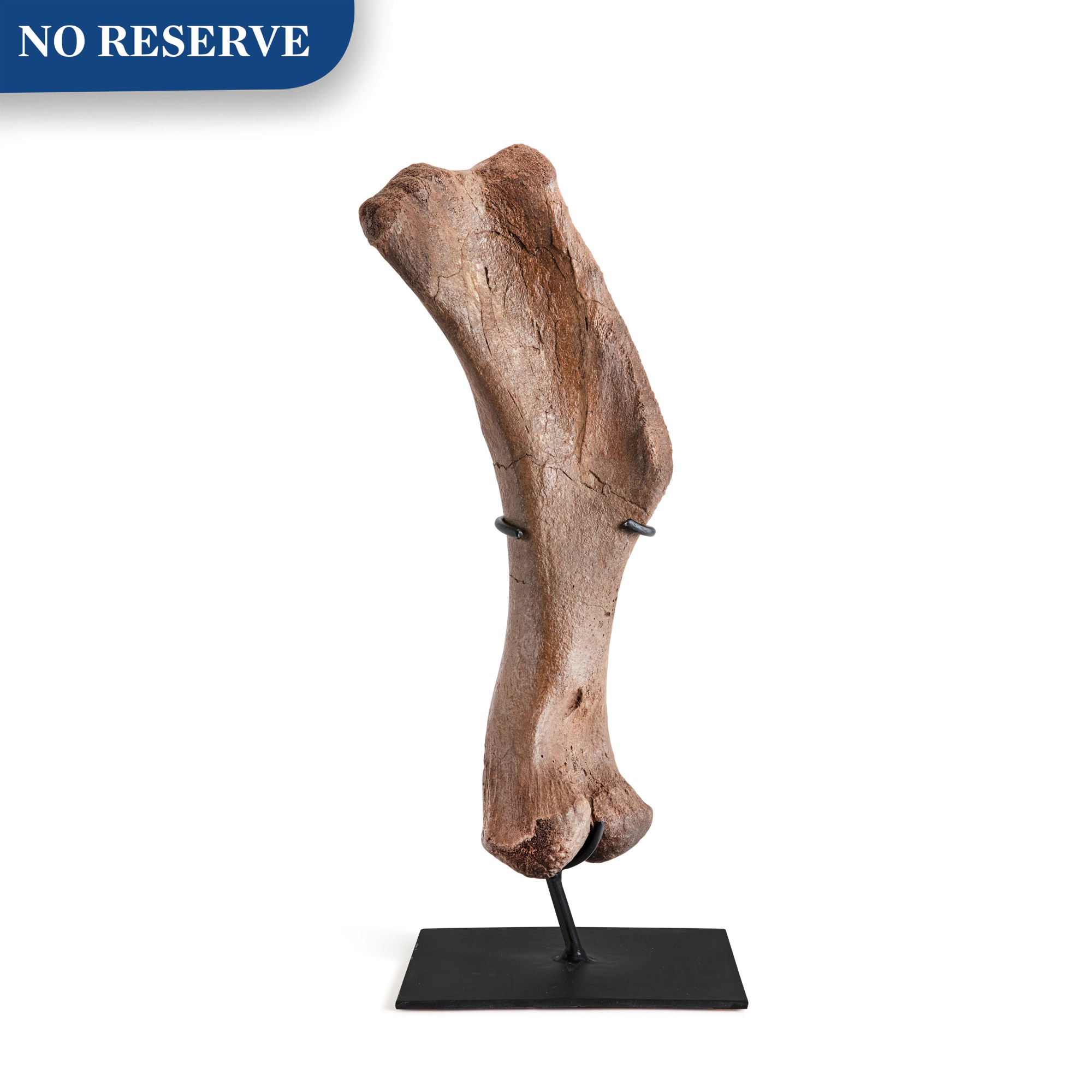 Dinosaur Leg Bone | History of Science & Technology, Including Fossils ...