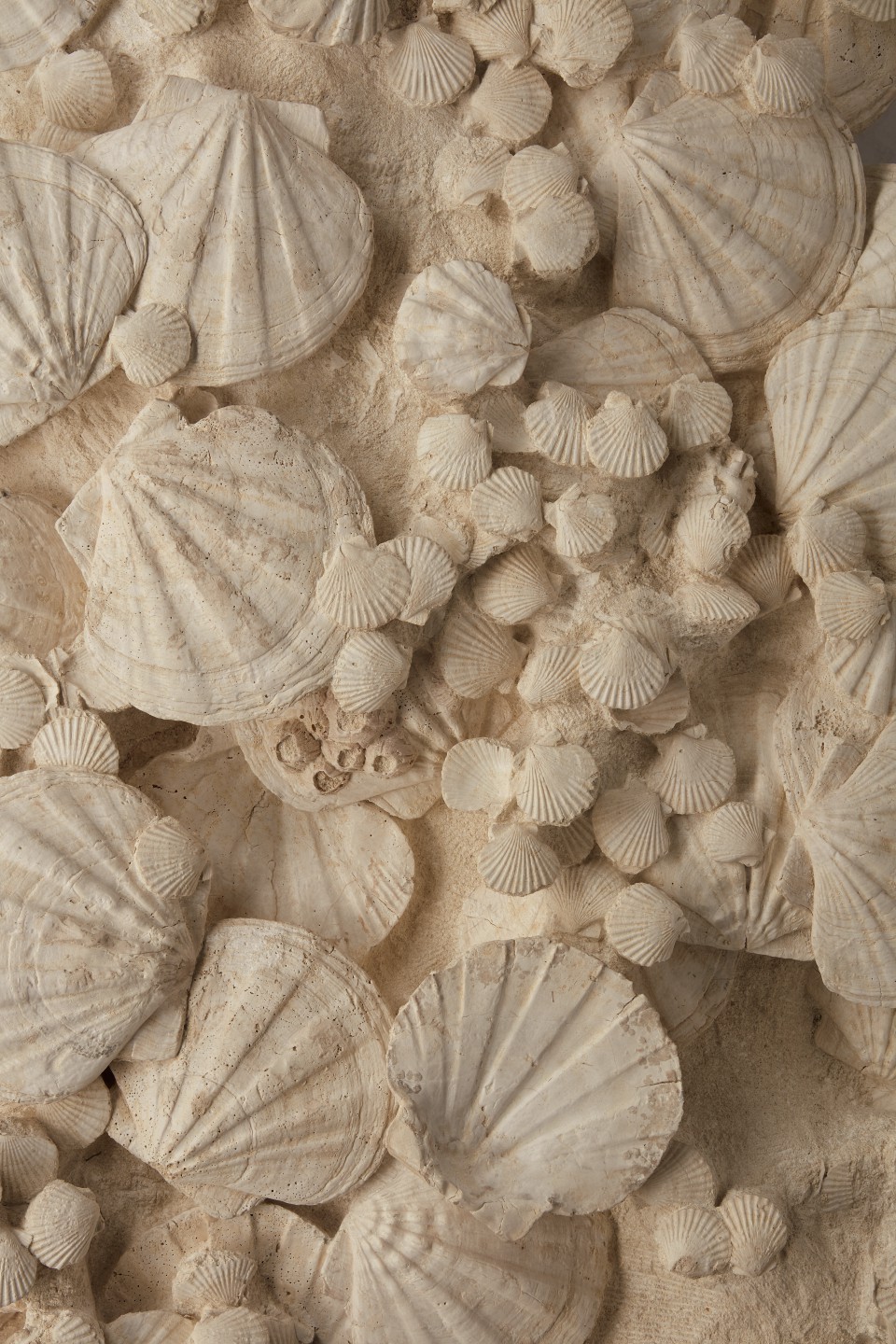 A Sculptural Mural of Fossilized Saint-Jacques Shells | Natural History ...