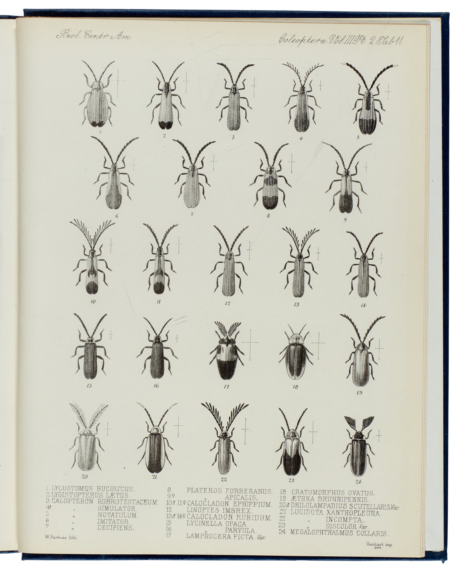 F. du Cane Godman & others | Biologia Centrali-Americana: Coleoptera ...