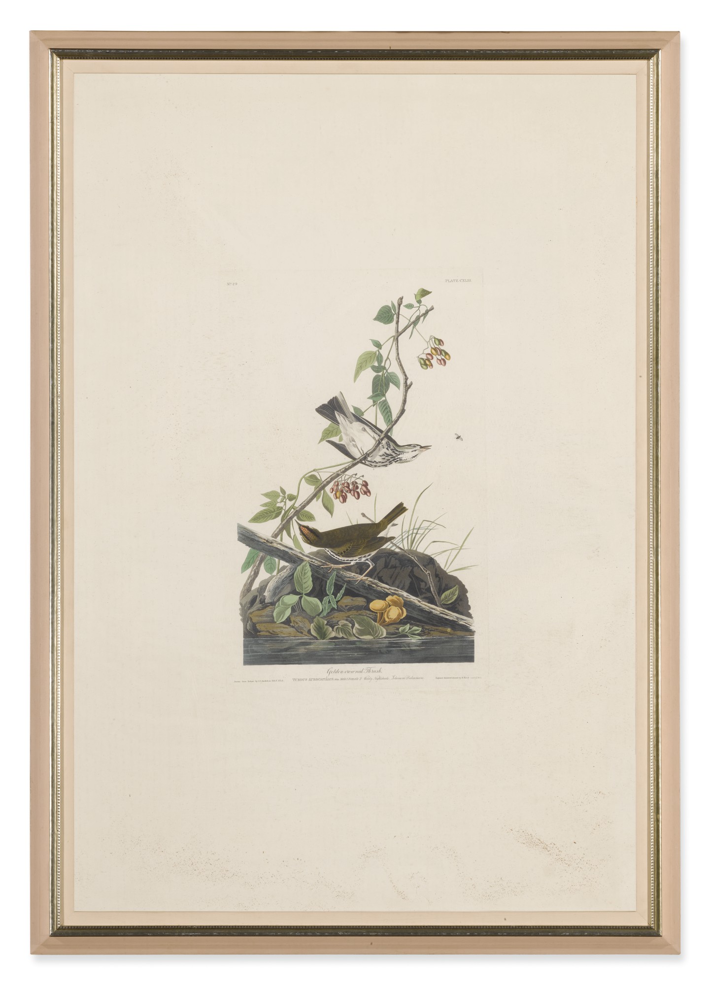 Golden-crowned Thrush (Plate CXLIII) | Important Americana: Silver ...