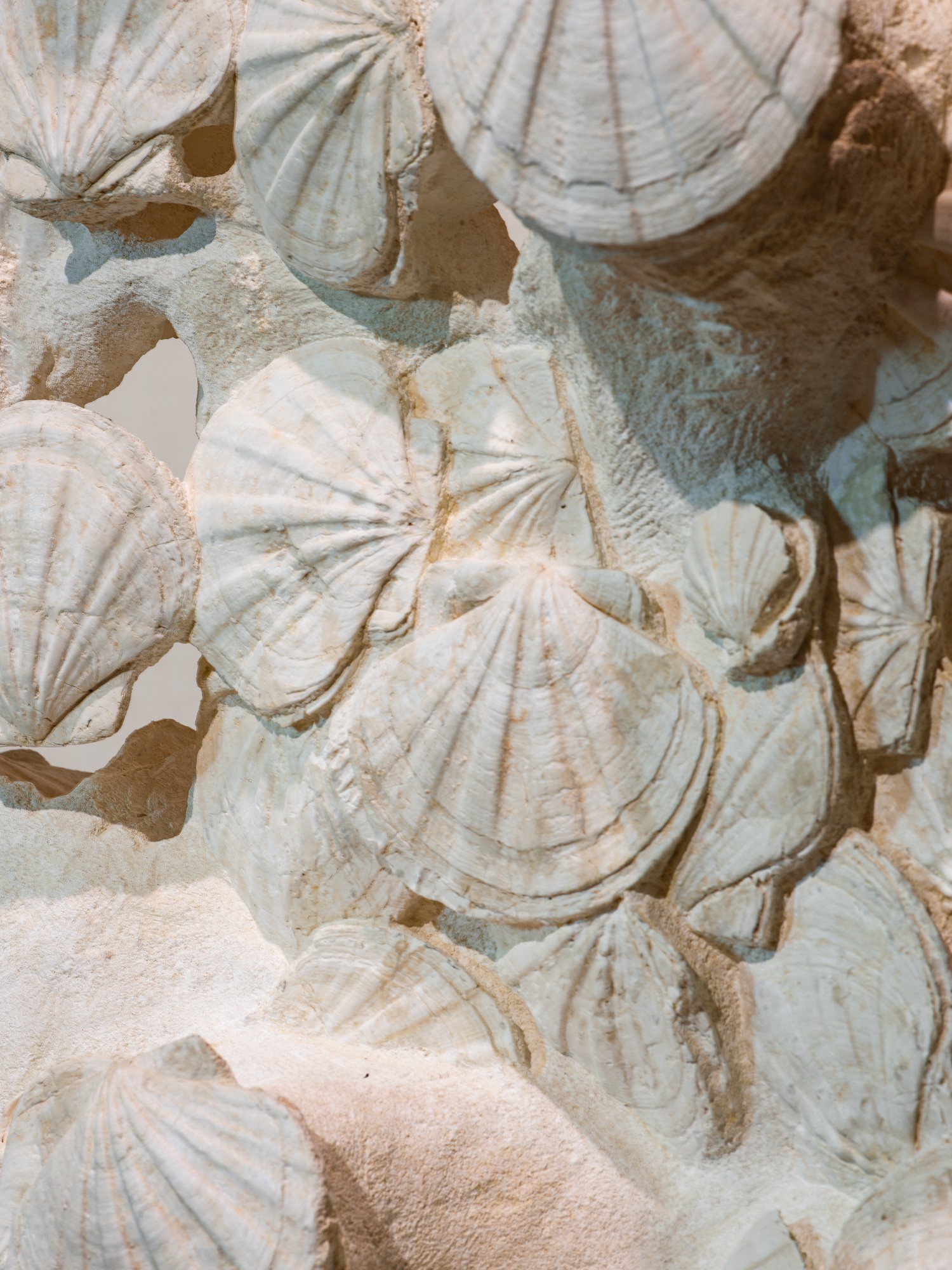 AN EXCEPTIONAL, LARGE DOUBLE-SIDED PLAQUE OF FOSSILIZED SAINT-JACQUES ...