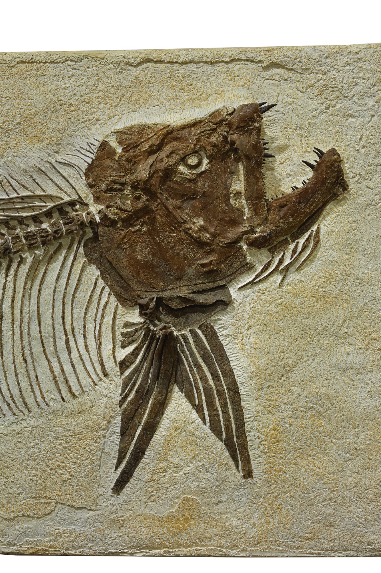 HUGE PREDACEOUS "BULLDOG" FISH | Natural History; Including Fossils ...