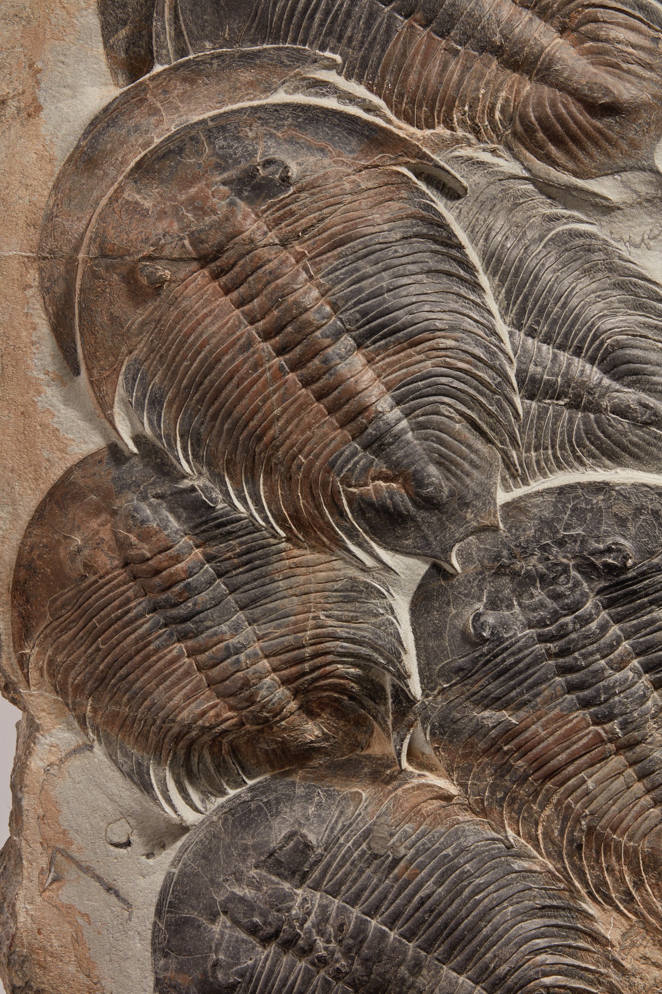 A LARGE MASS MORTALITY OF TRILOBITES | Natural History; Including ...
