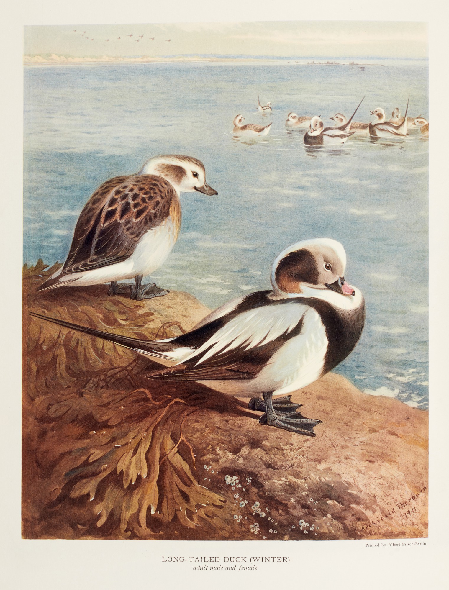 John Guille Millais | British diving ducks, 1913, 2 volumes | The ...