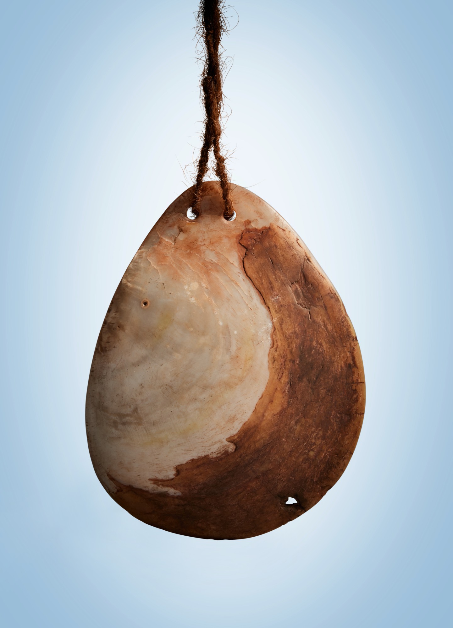 Pearl Shell Phallocrypt, Western Australia | The Blue Horizon: Pacific ...