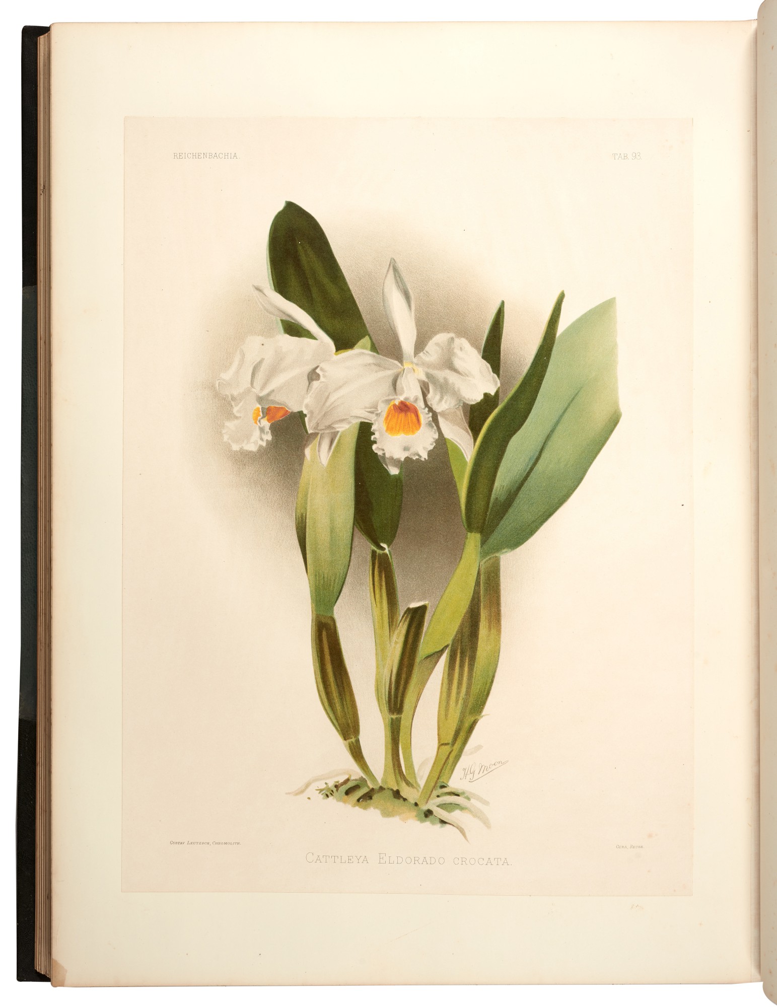 Frederick Sander | Reichenbachia. Orchids illustrated and described ...