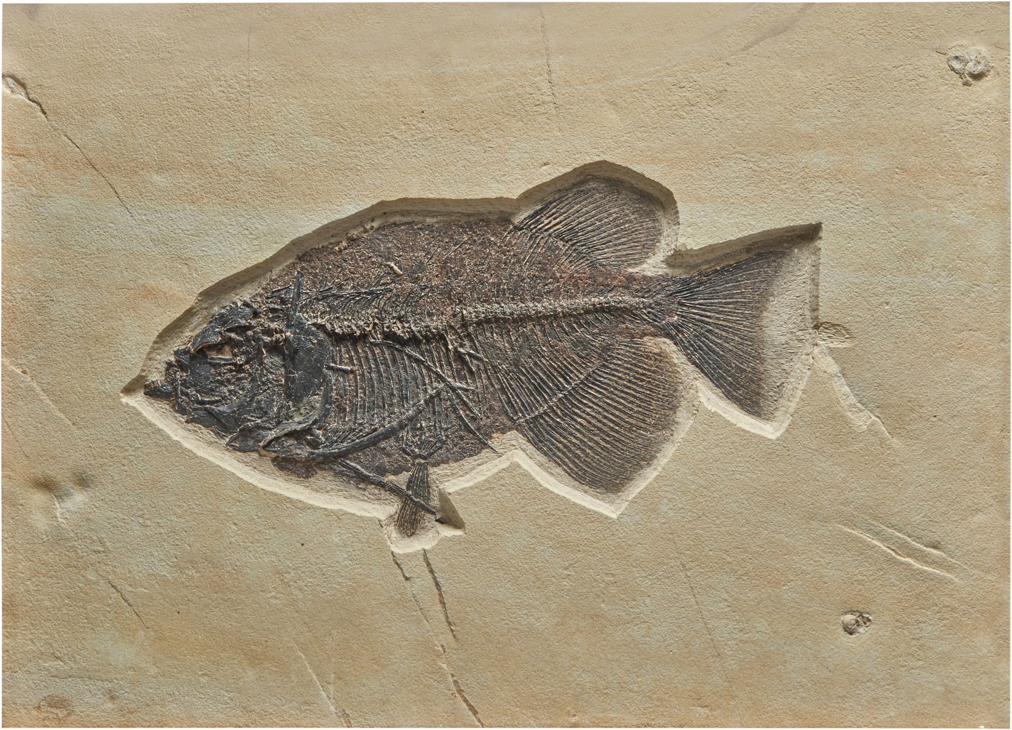A Pair Of Framed Fossilized Fish | History of Science & Technology ...