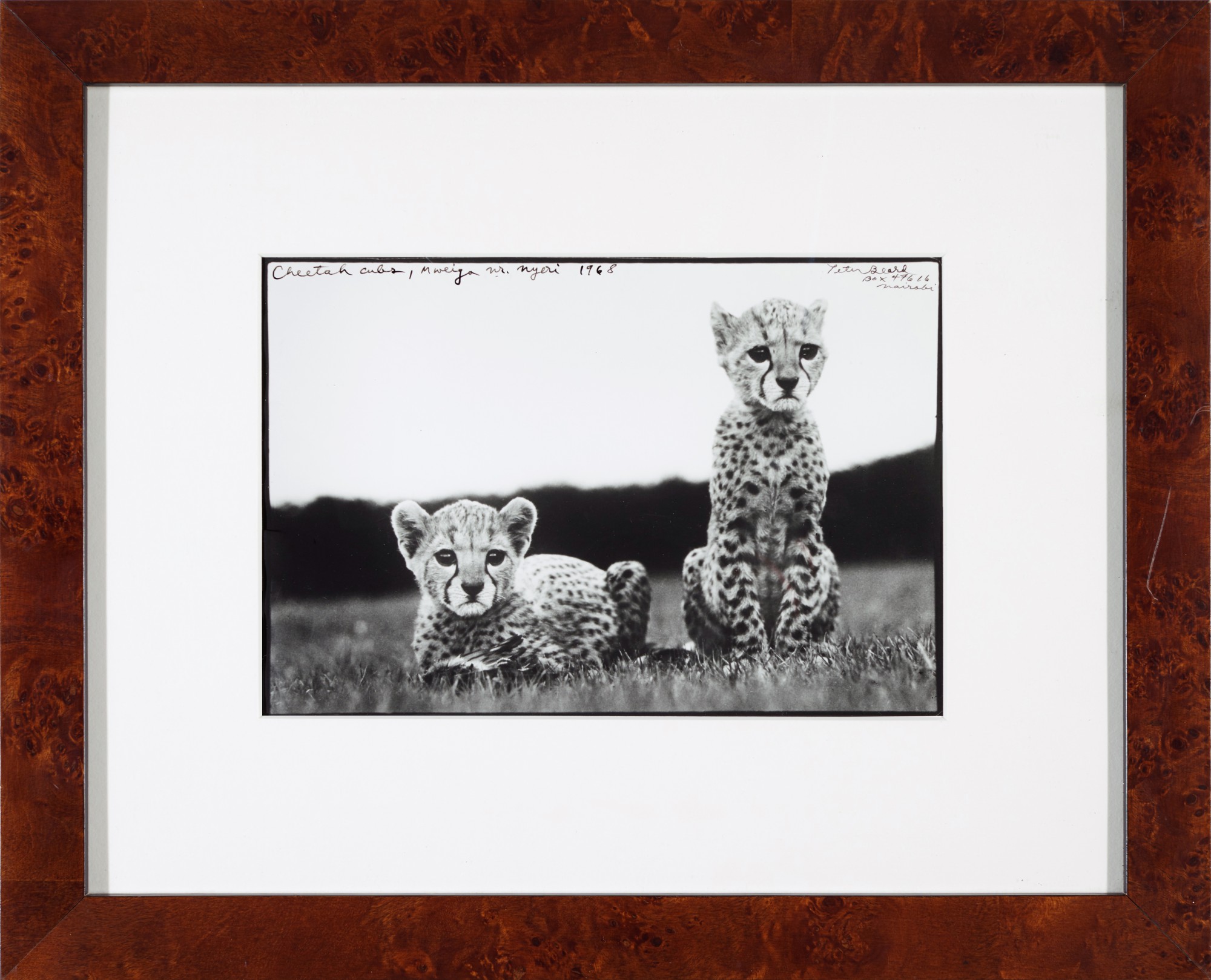 'Cheetah Cubs', Mweiga Nr.Nyeri, Kenya, 1968 | 50 Masterworks to ...