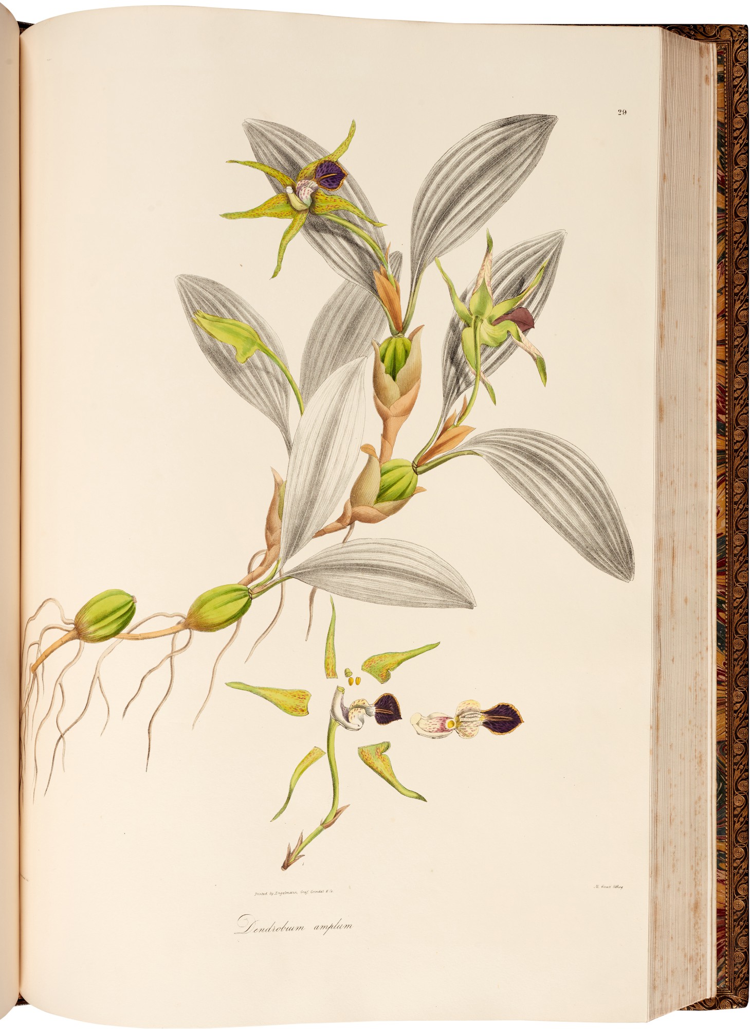 Nathaniel Wallich | Plantae asiaticae rariores, London, 1830, 3 volumes ...