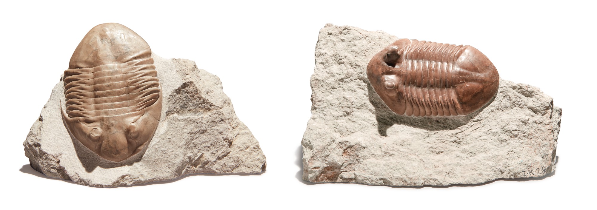 A PAIR OF TRILOBITES | Natural History; Including Fossils, Minerals ...