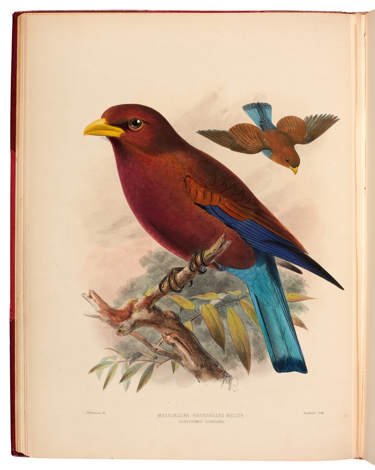 Dresser. A Monograph of the Coraciidae, or Family of the Rollers. 1893 ...