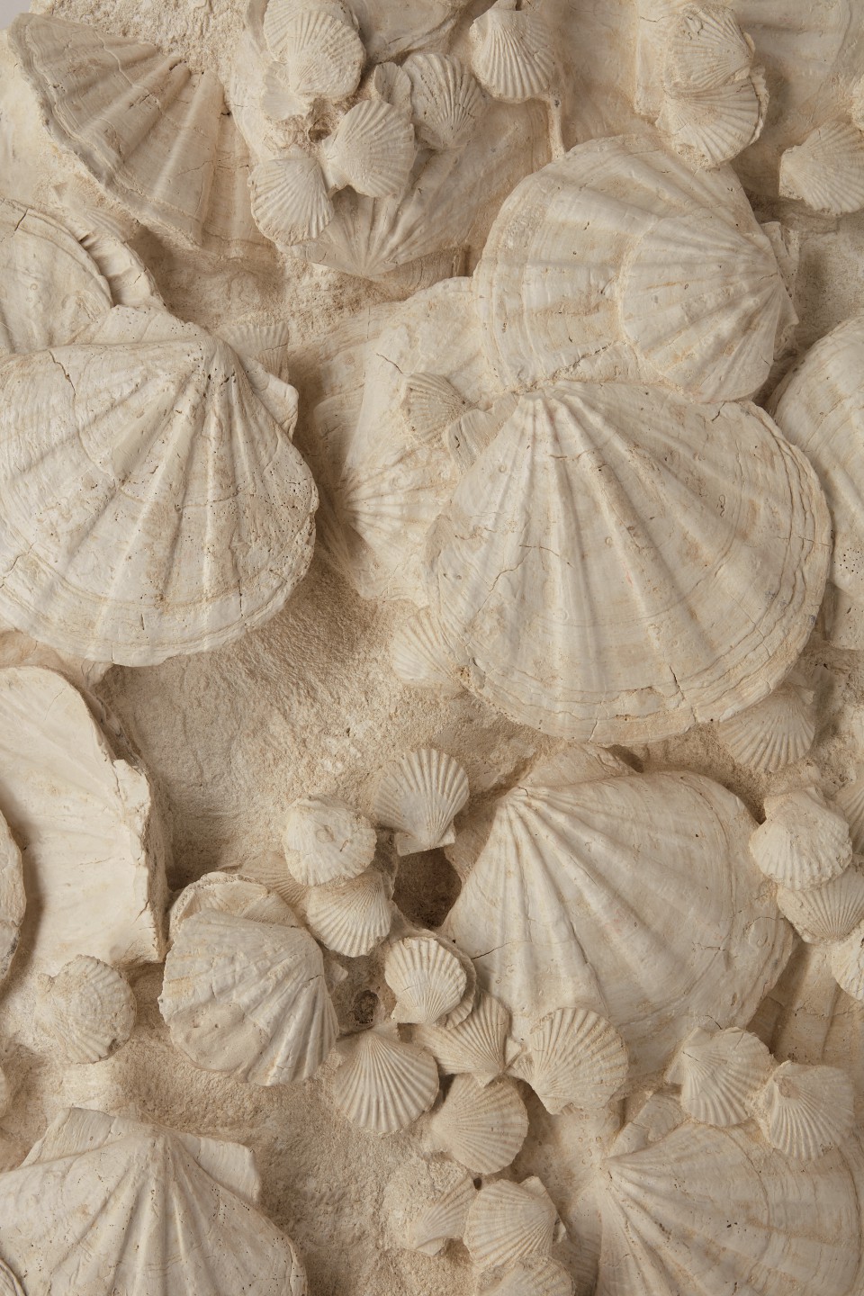 A Sculptural Mural of Fossilized Saint-Jacques Shells | Natural History ...