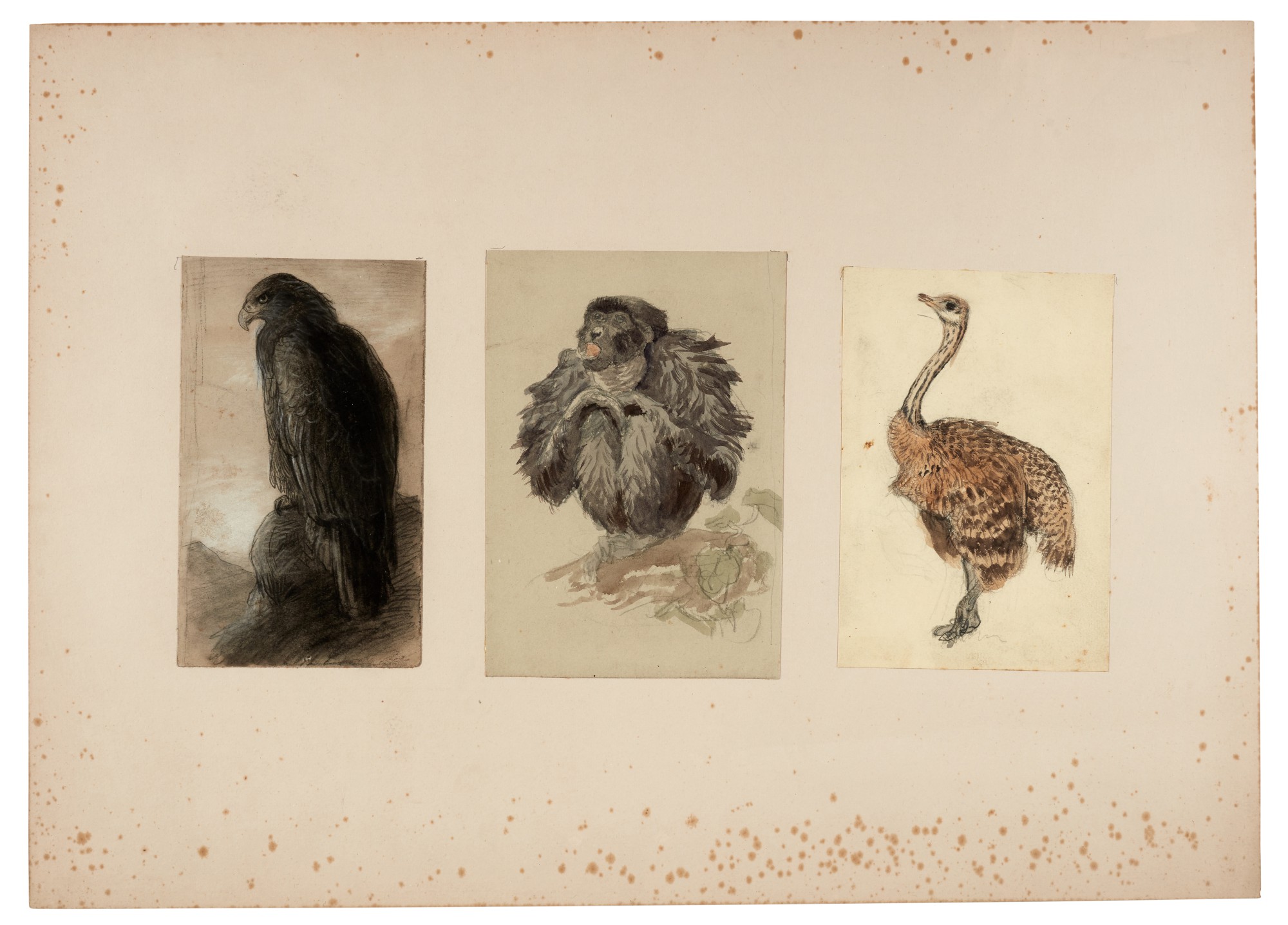 Joseph Wolf | 120 original drawings of animals | The Library of Henry ...