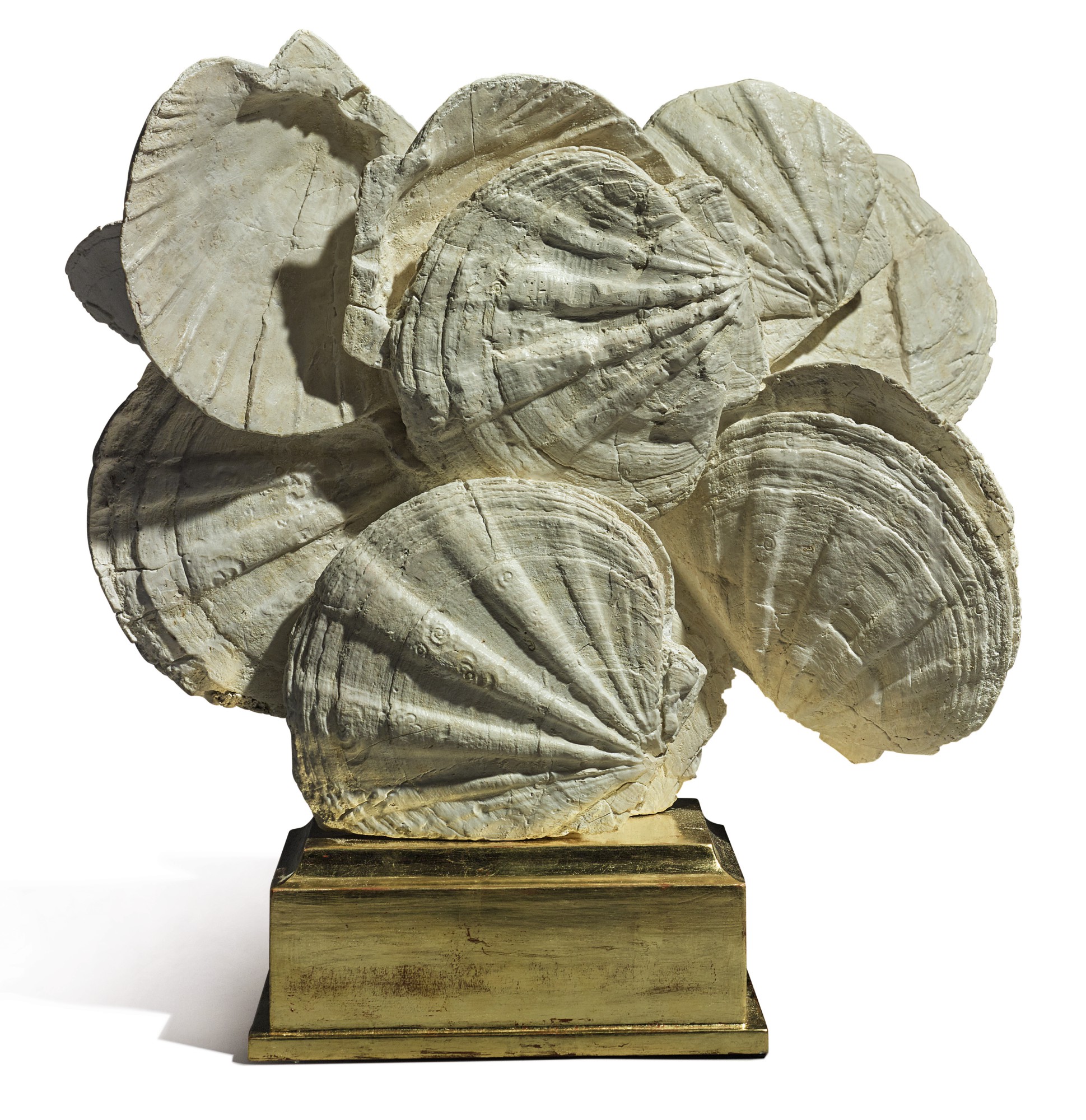 A FINE & DELICATE PANEL OF FOSSILIZED SAINT-JACQUES SHELLS | History of ...