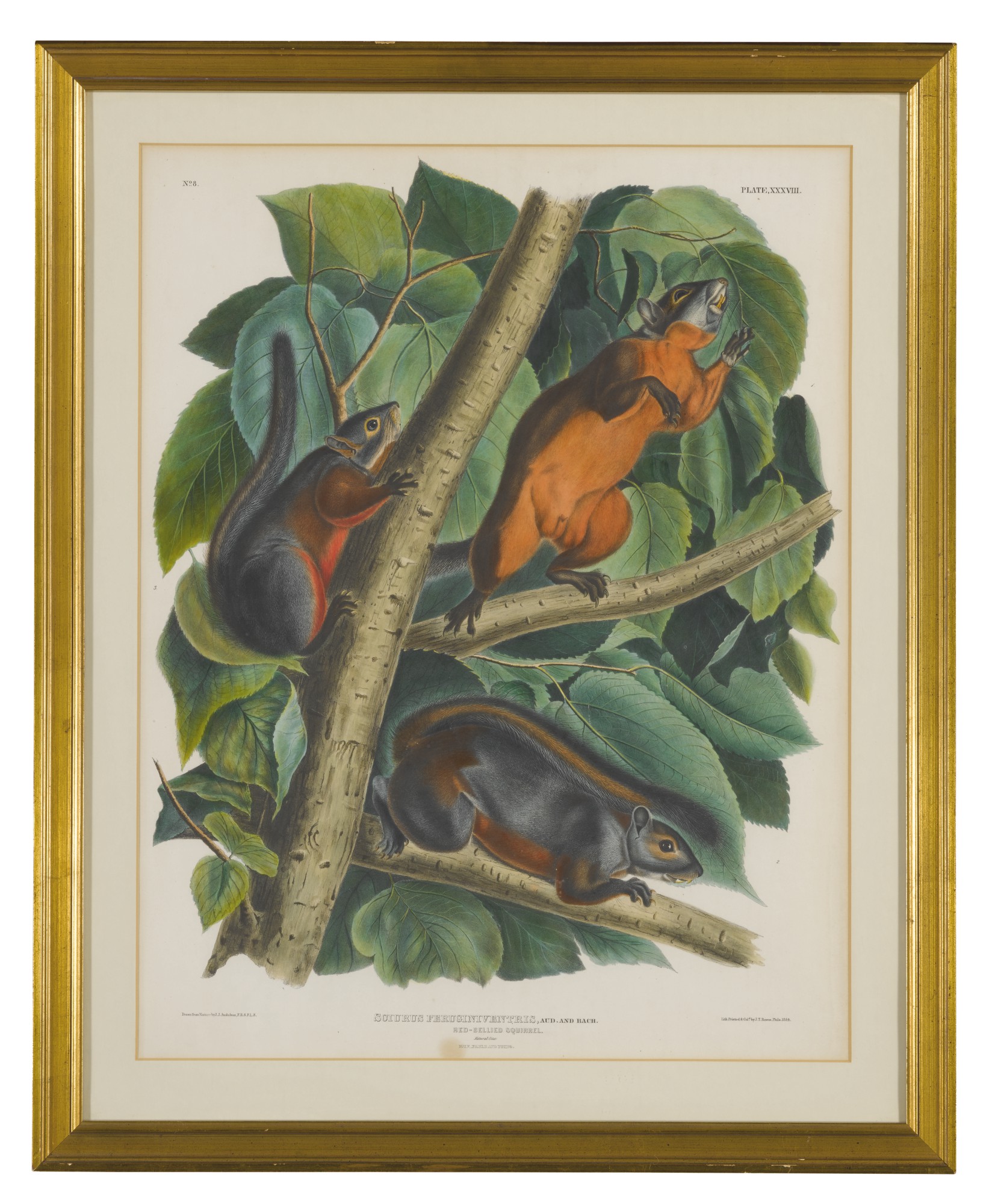 JOHN JAMES AUDUBON (AFTER) | LONG HAIRED SQUIRREL (PLATE XXVII); MINK ...