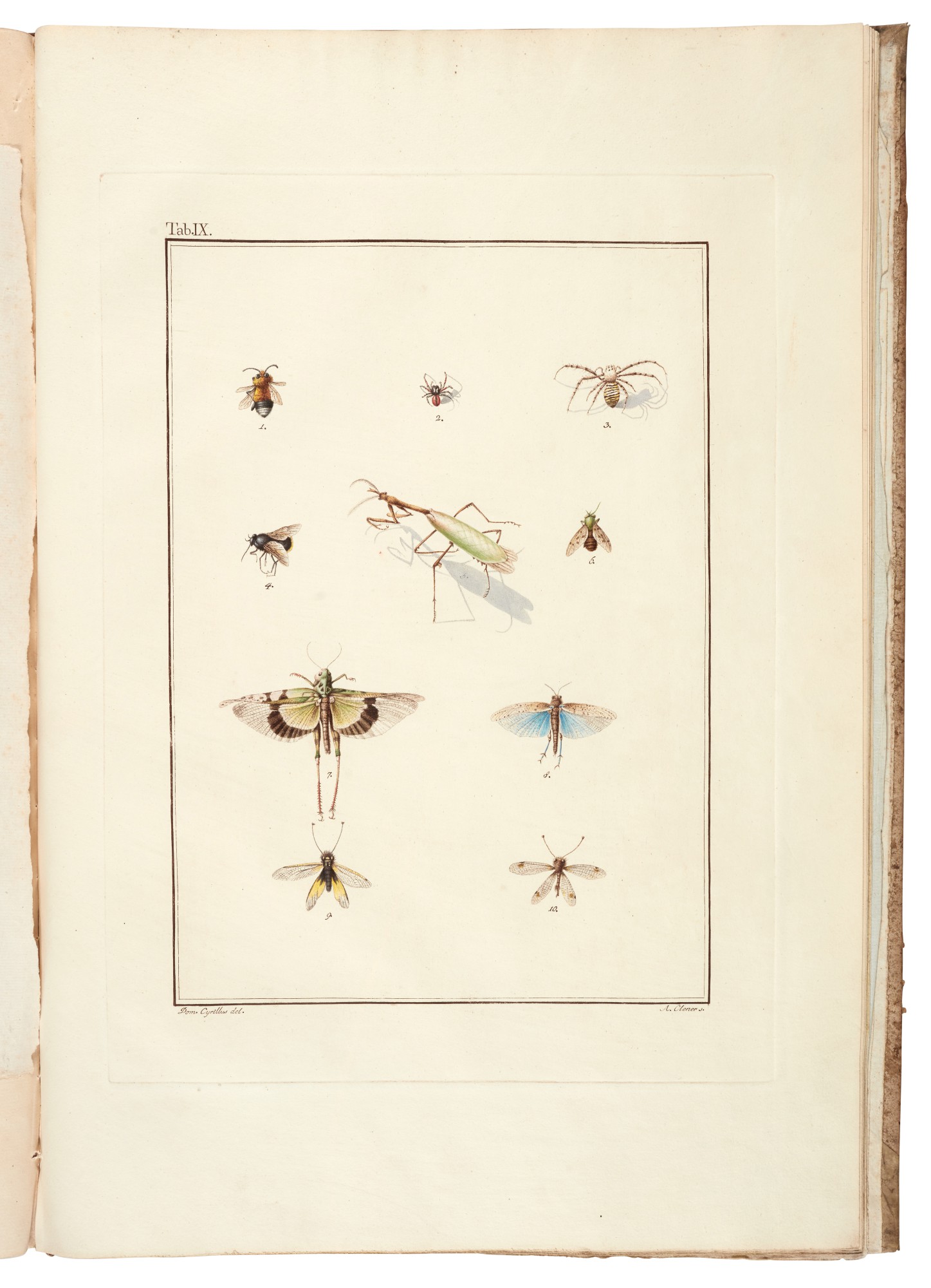 Cirillo | Entomologiae neapolitanae specimen primum, Naples, 1787, calf ...