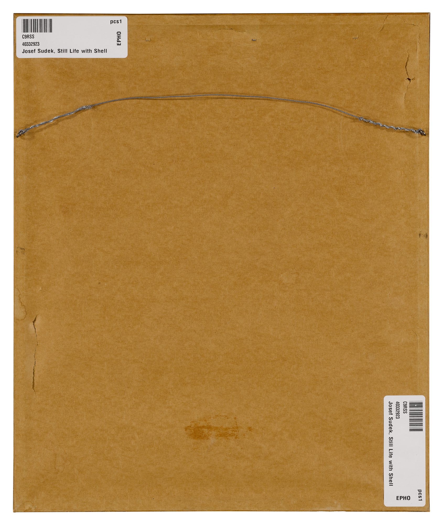 Still Life with Shell | Classic Photographs | 2022 | Sotheby's