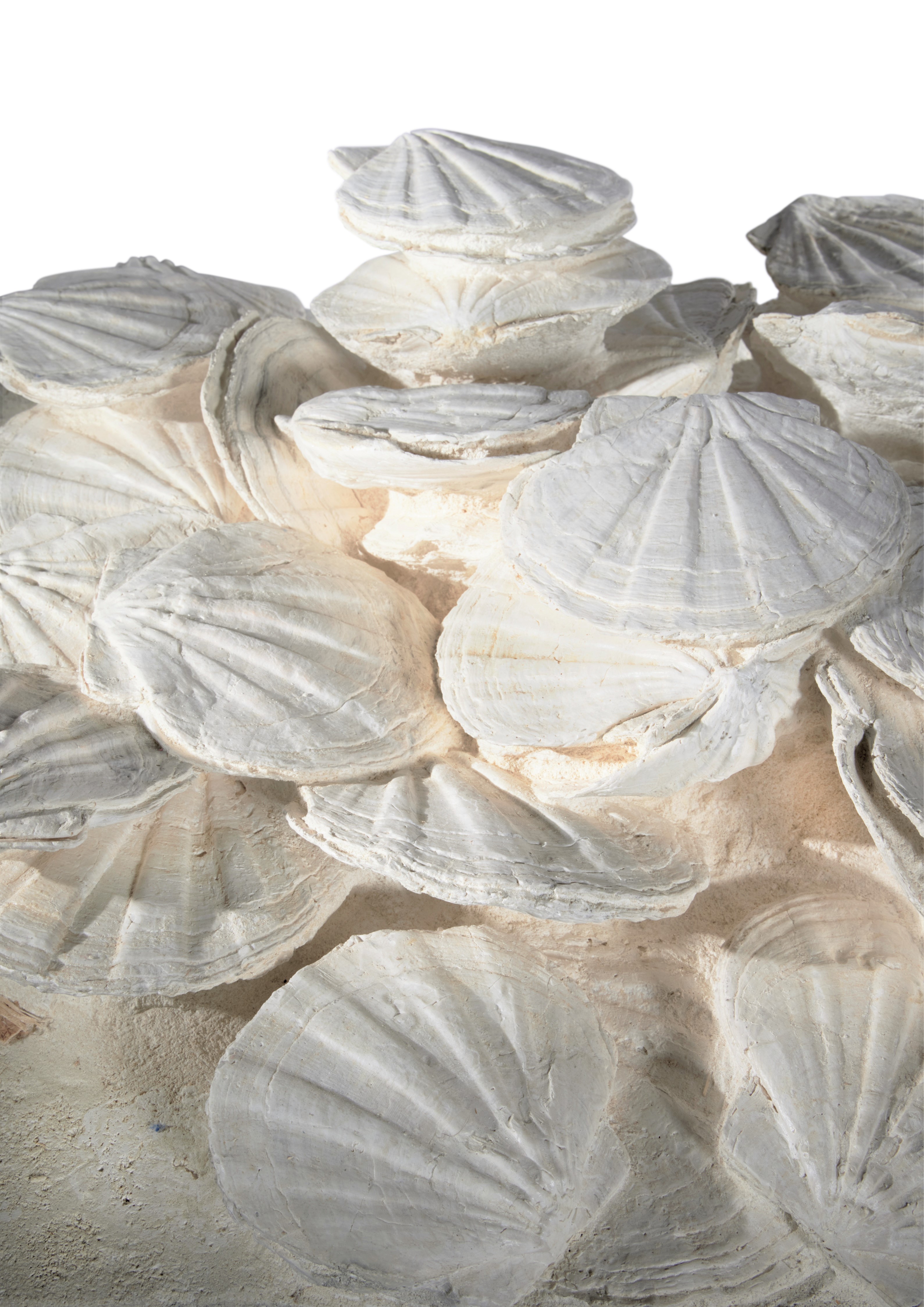 Mural of Fossilized Saint-Jacques Shells | Natural History, including ...