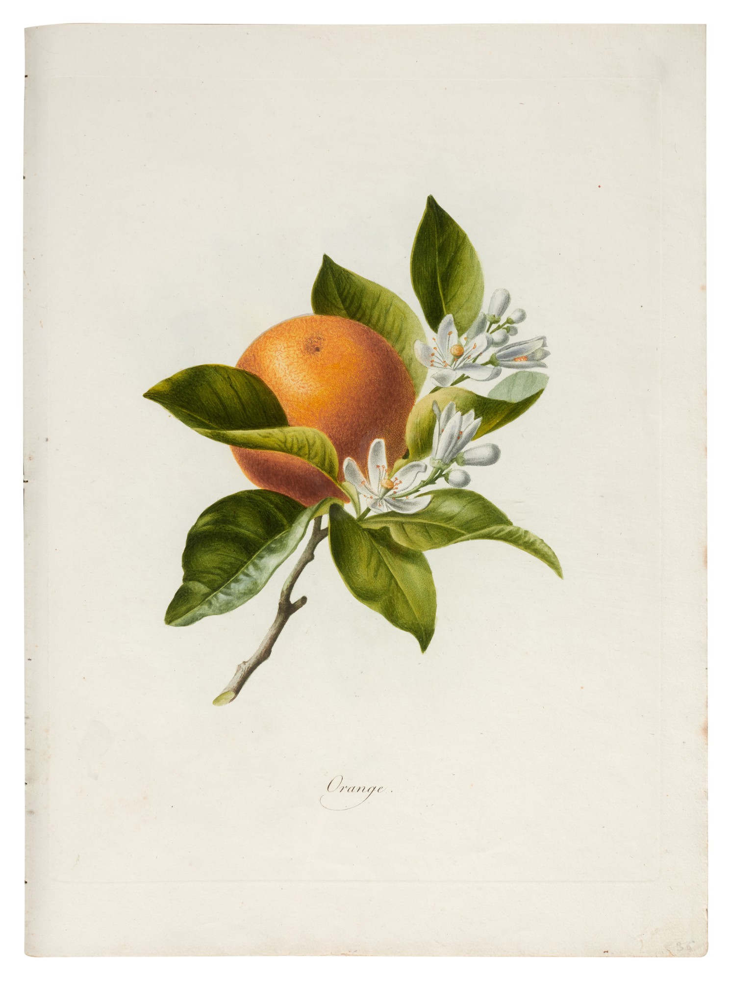 Antoine M. Chazal | Flore Pittoresque, 1818, presentation binding, red ...