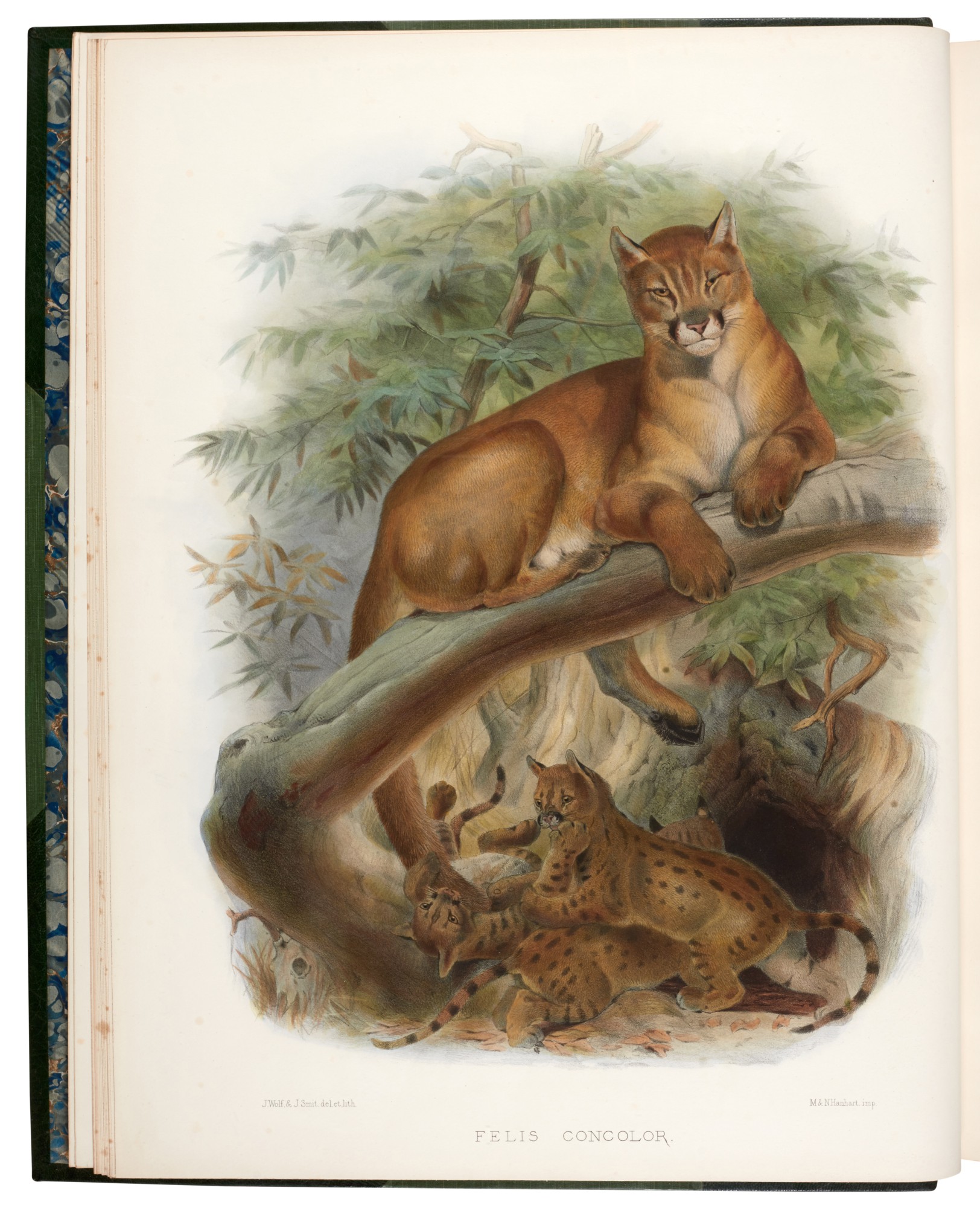 Daniel Giraud Elliot | A monograph of the felidae or family of the cats ...