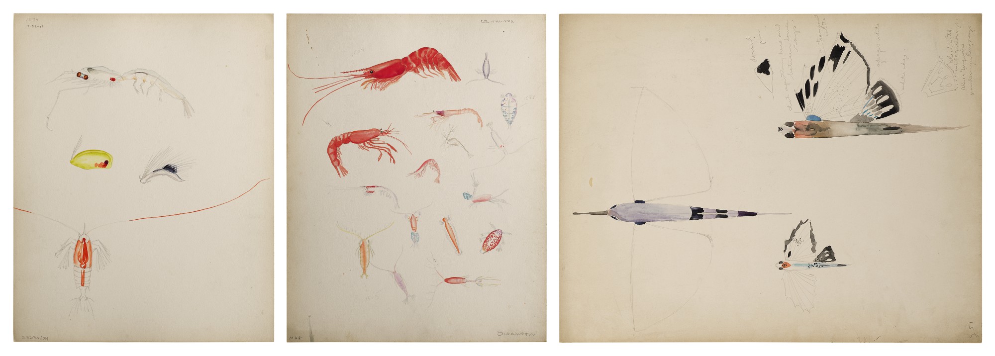 THREE WORKS: VARIOUS FISH AND CRUSTACEANS | The Art of Expedition: The ...