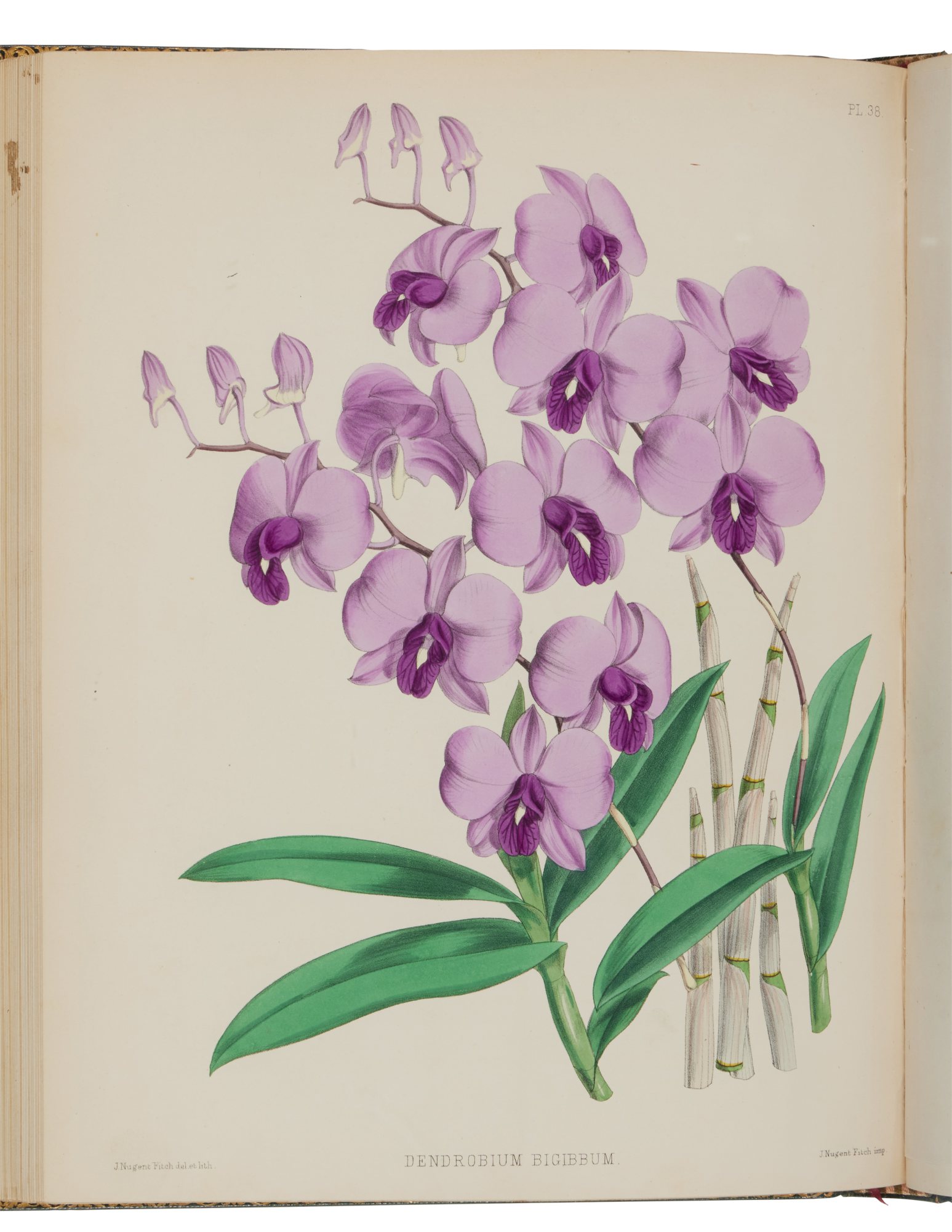 Warner, Robert and Benjamin Samuel Williams, and Thomas Moore | A ...