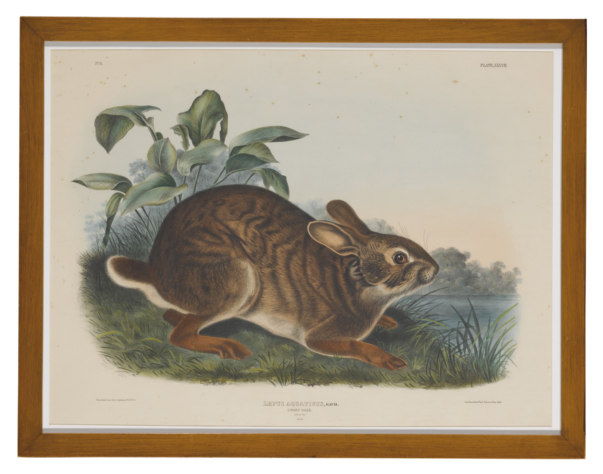 JOHN JAMES AUDUBON (AFTER) | TOWNSEND'S ROCKY MOUNTAIN HARE (PLATE III ...