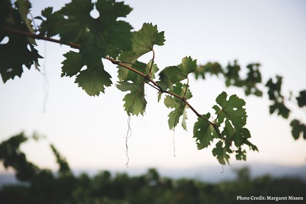 Rutherford Dust Society | The Best of Rutherford Dust Society (17 MAG ...