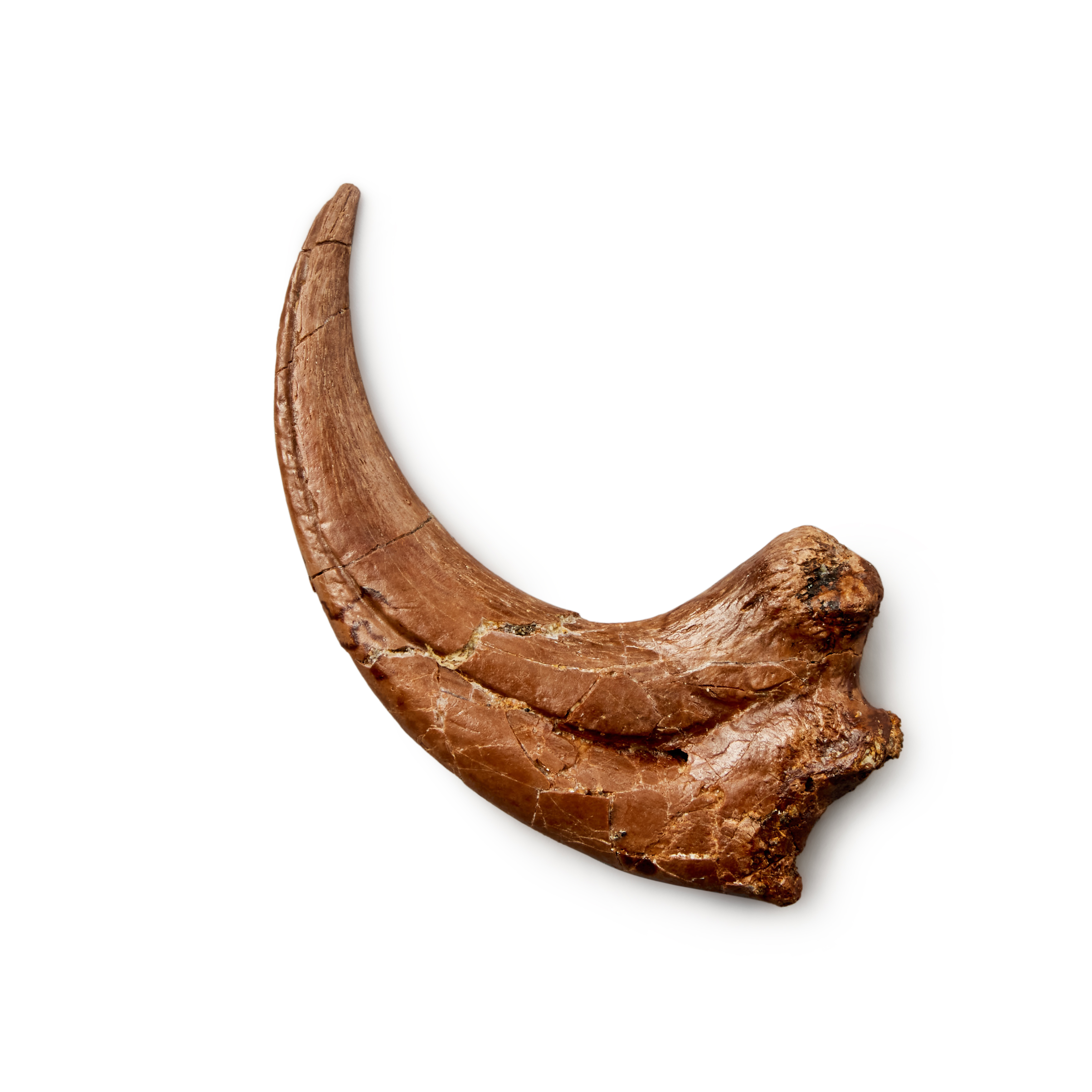 Acheroraptor Hand Claw | Natural History, including Gorgosaurus ...