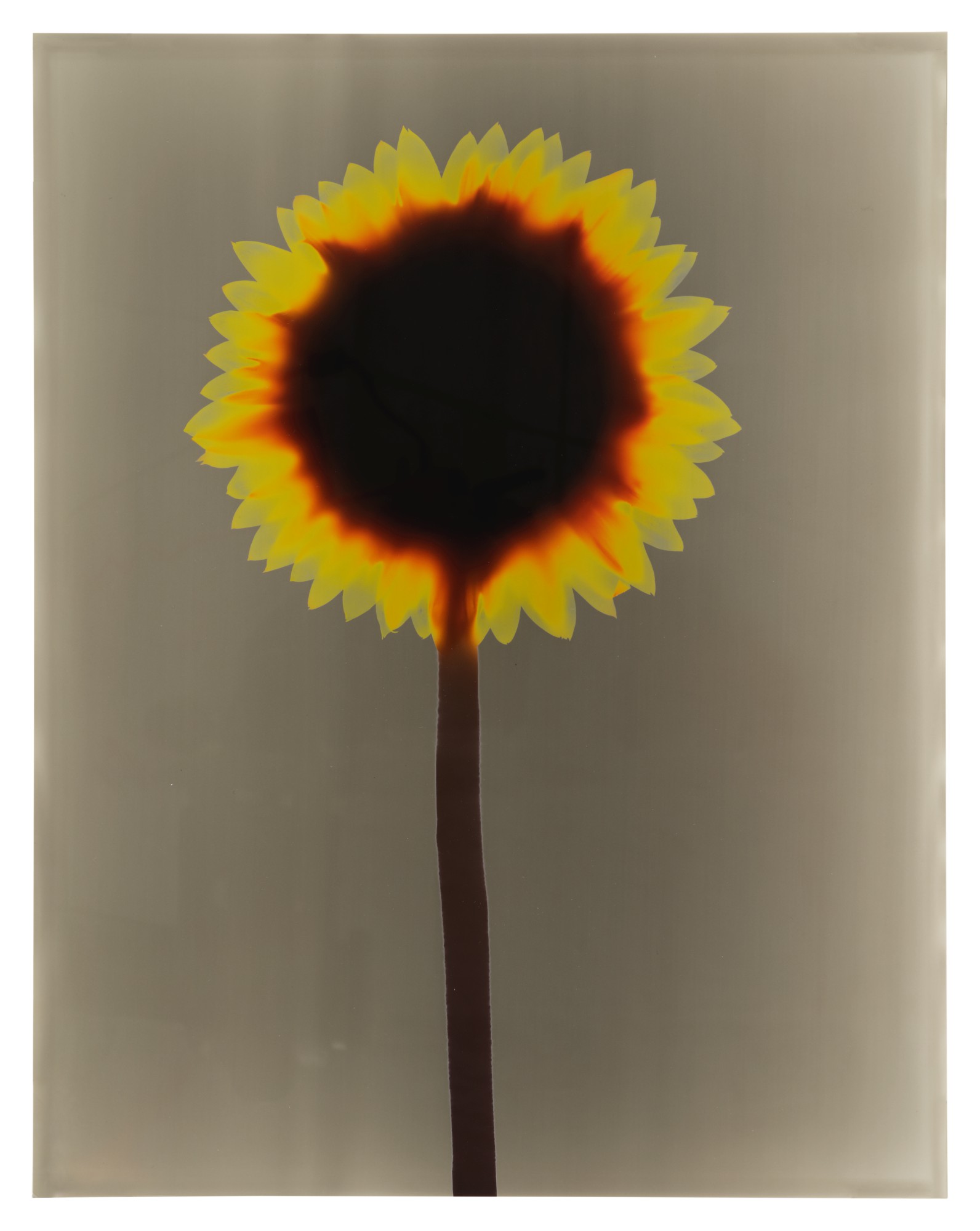 ADAM FUSS | UNTITLED (SUNFLOWER PHOTOGRAM) | Contemporary Photographs ...