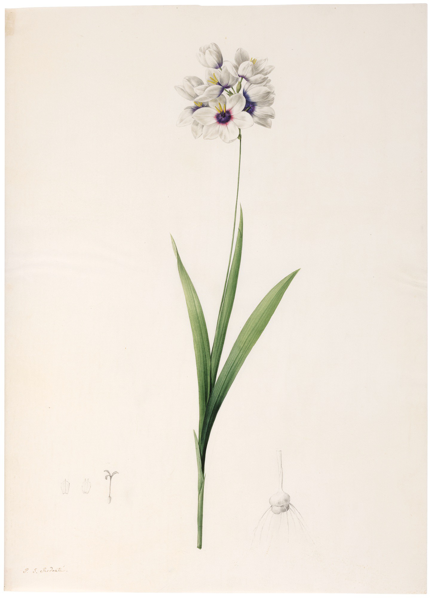 PIERRE-JOSEPH REDOUTÉ | IXIA TACHÉE (IXIA MACULATA) | Old Master ...