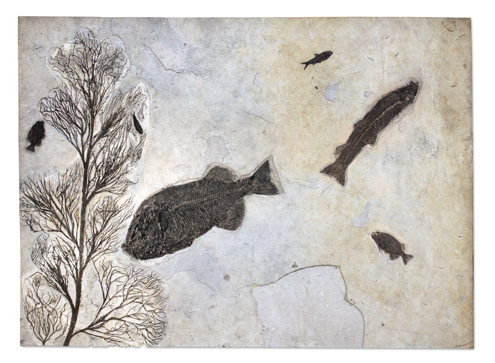 RARE PALM FLOWER AND FISH PLAQUE | History of Science and Technology ...