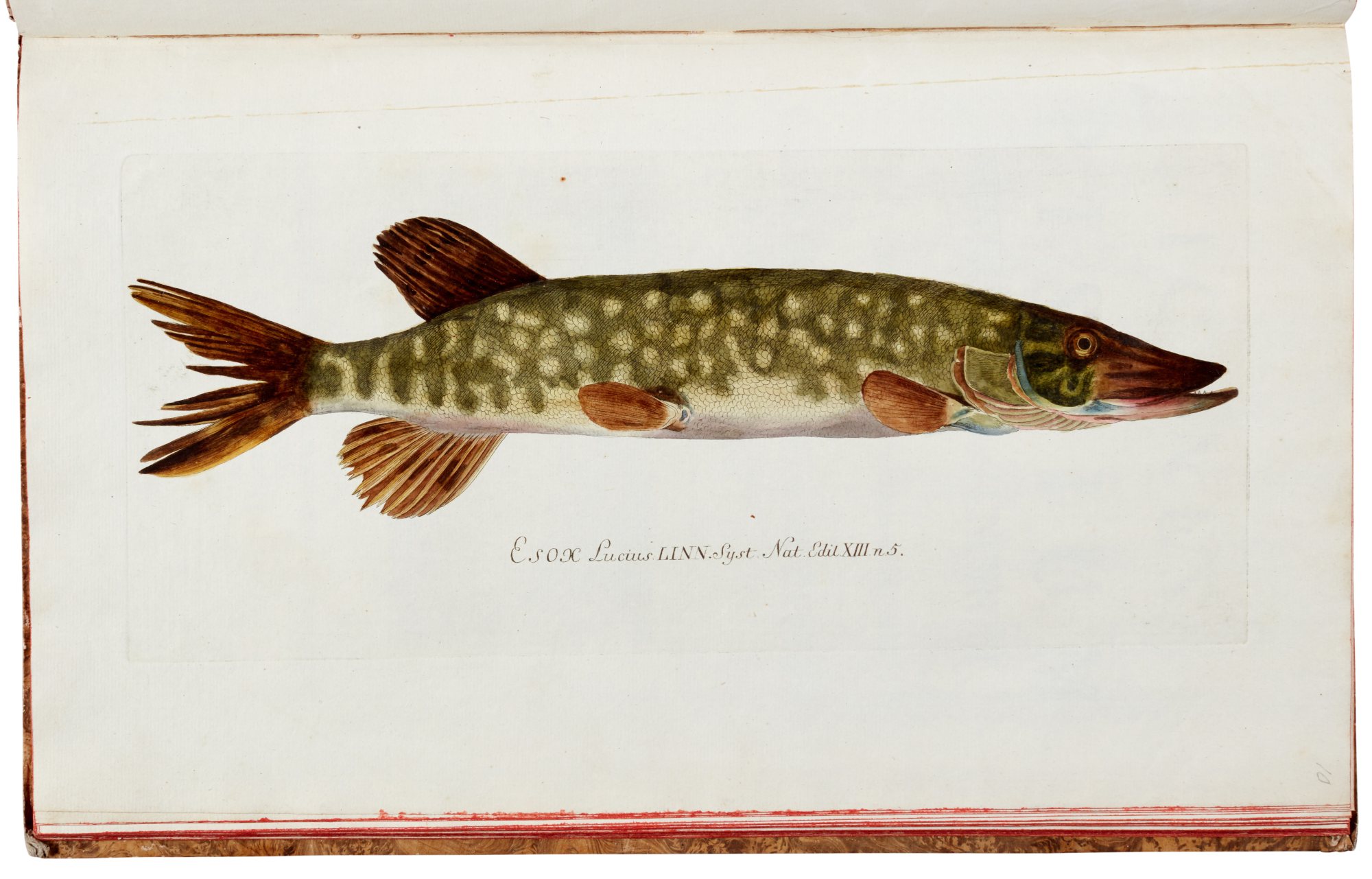 von Meidinger | Icones piscium Austriae indigenorum, Venice, 1785-90 ...