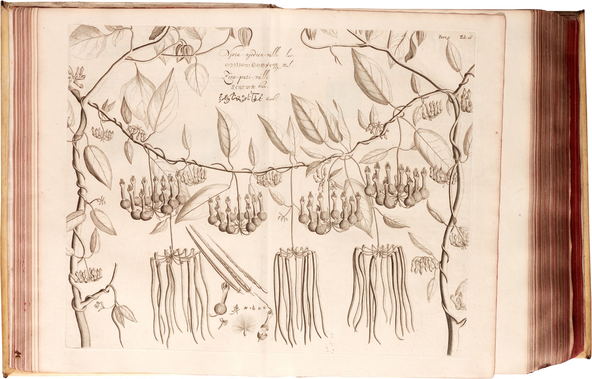 Rheede | Hortus indicus malabaricus, Amsterdam, 1678-1693, 12 parts in ...