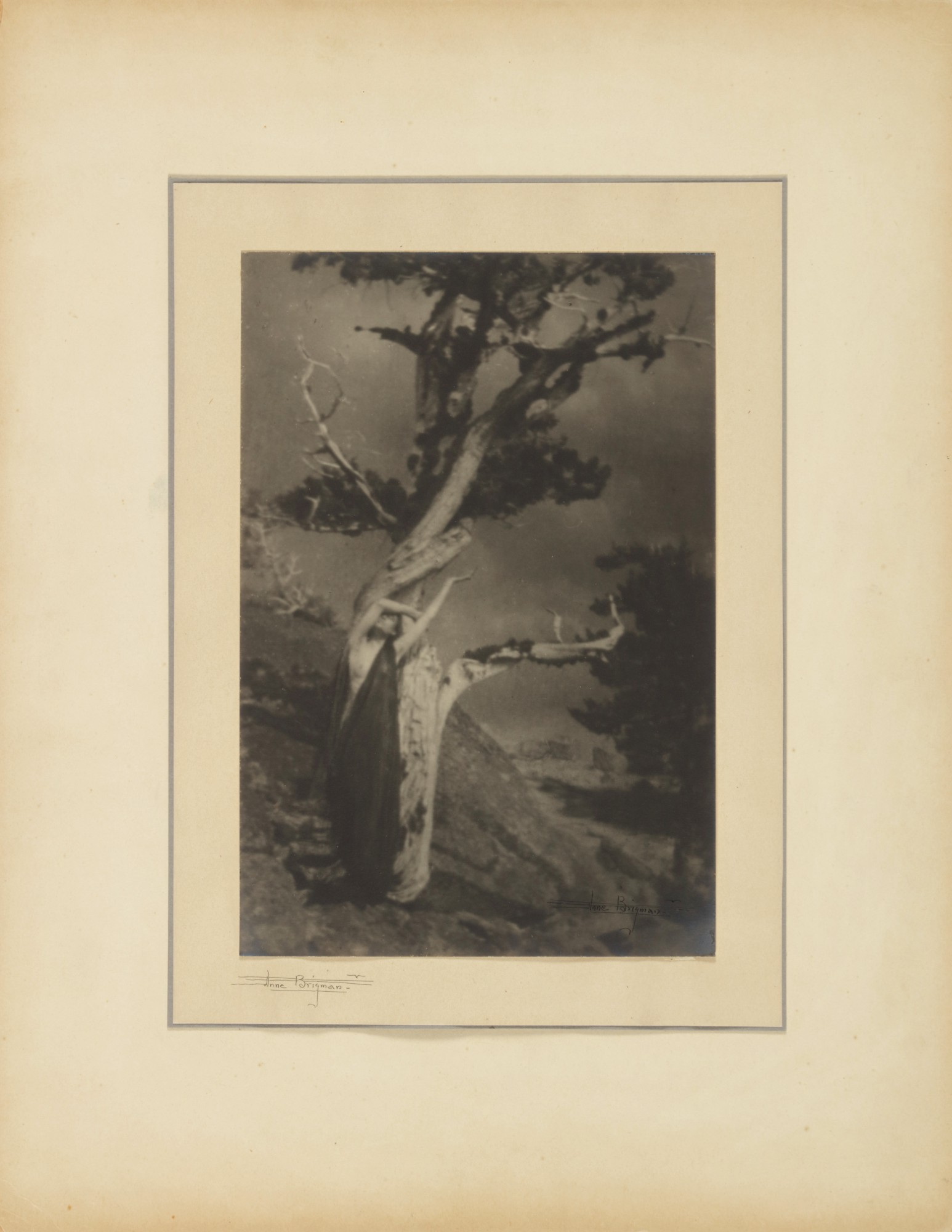 'The Dying Cedar' | 50 Masterworks to Celebrate 50 Years of Sotheby’s ...