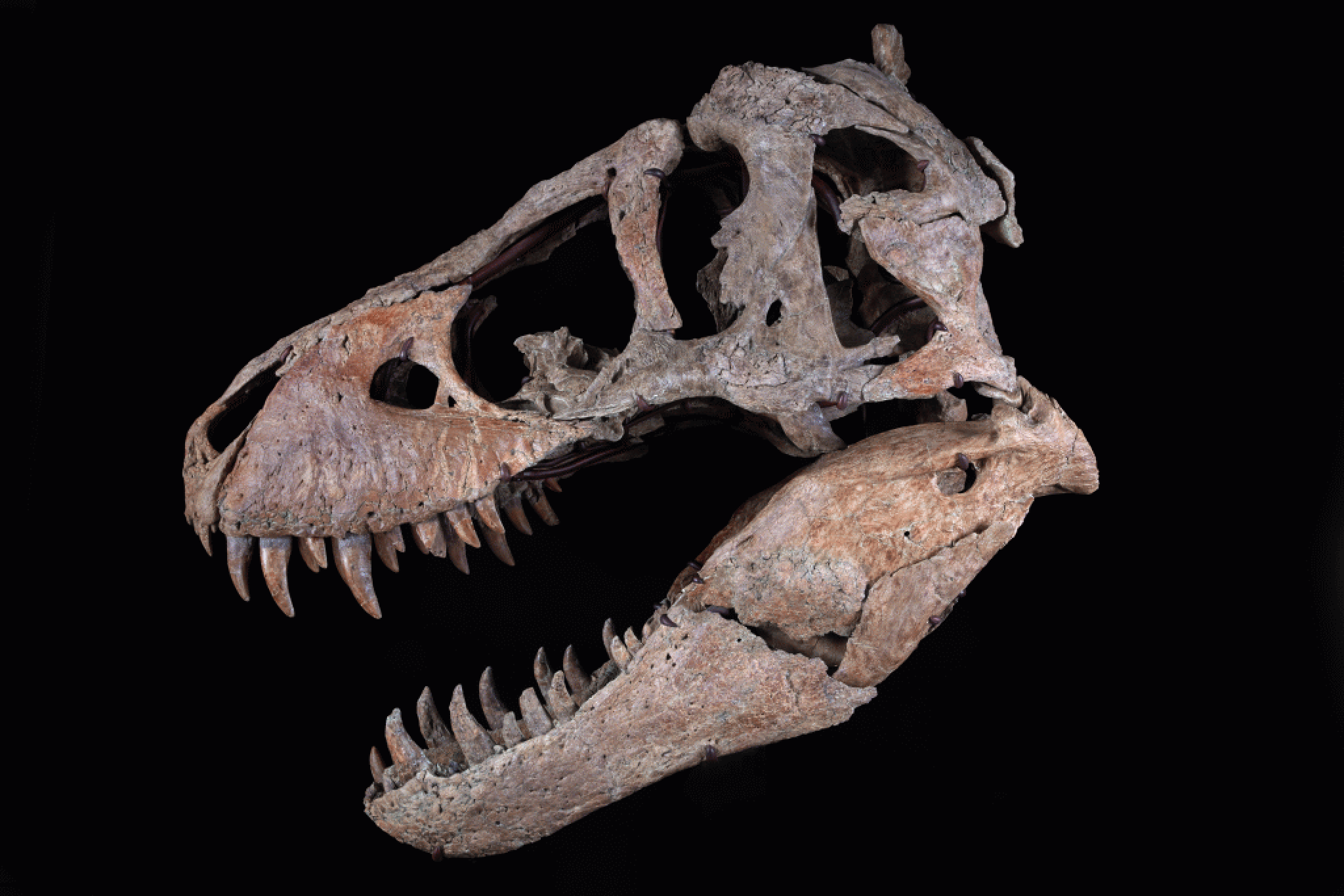 Tyrannosaurus Rex Skull Maximus Rex 2022 Sothebys
