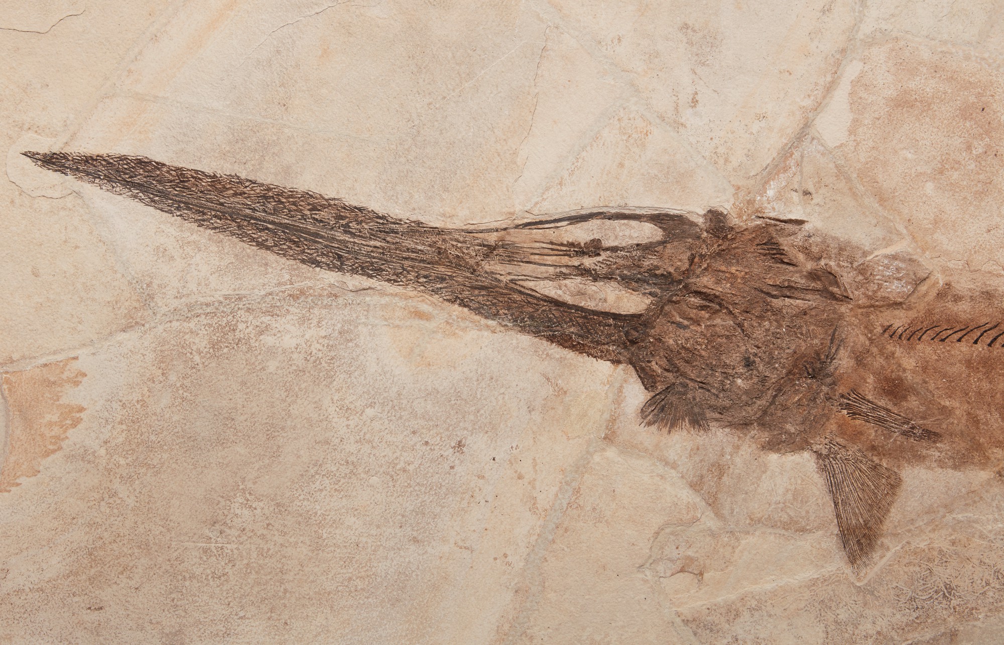 A RARE FOSSIL PADDLEFISH | Natural History; Including Fossils, Minerals ...